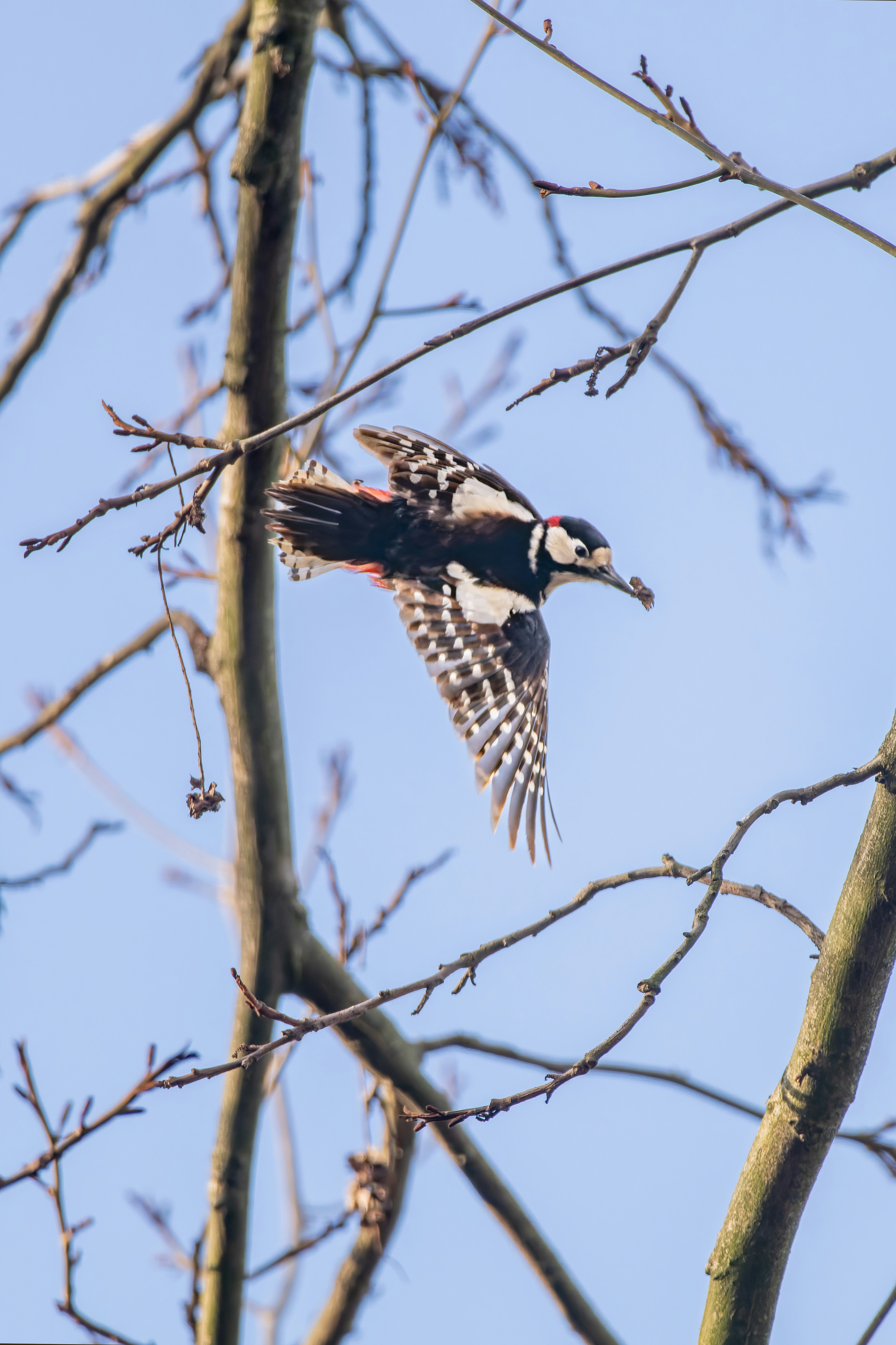 Midflight Black Woodpecker in spring branches