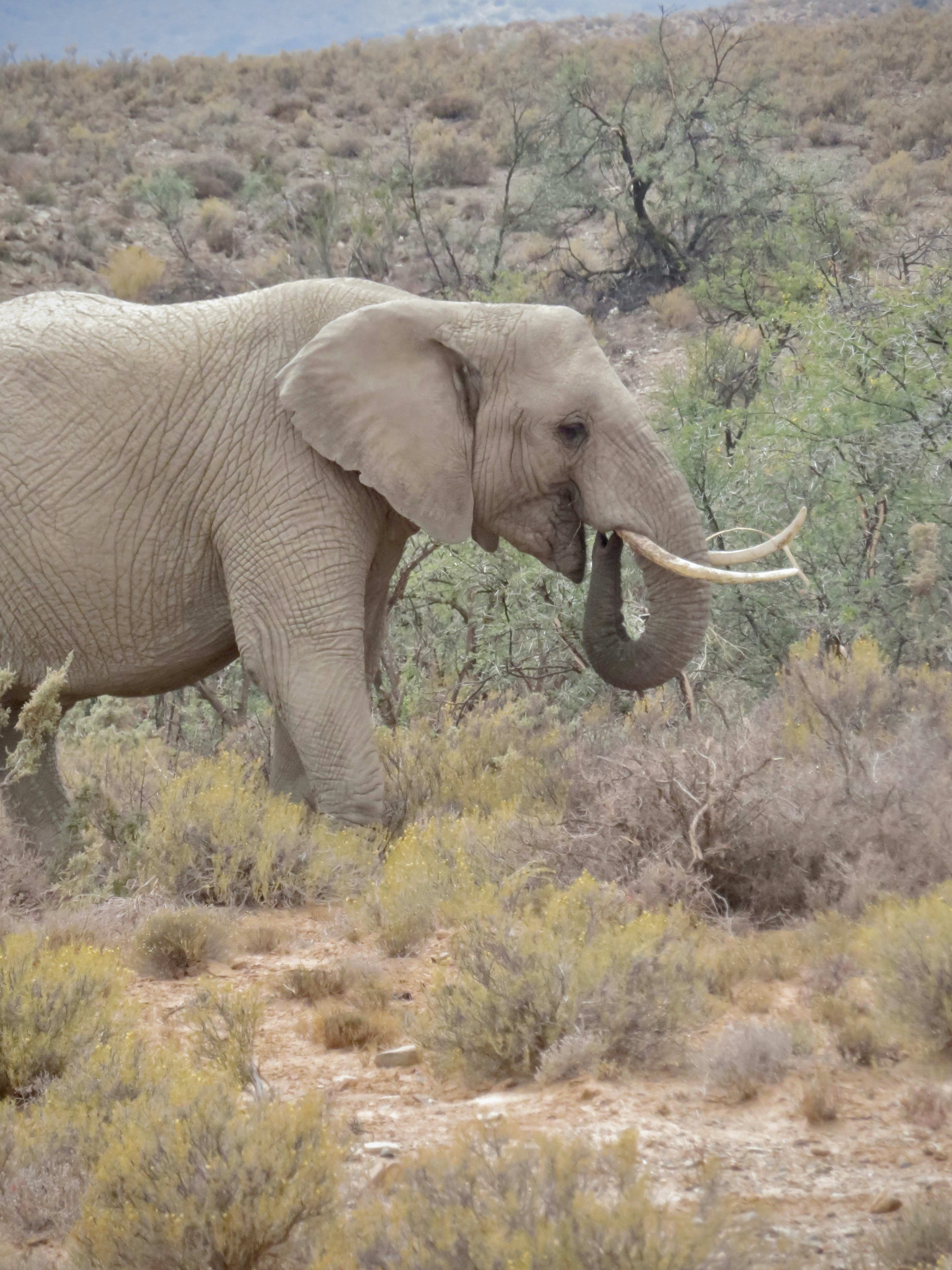 Ivory Sentinel: An Elephant Pauses in the Shimmering Scrub