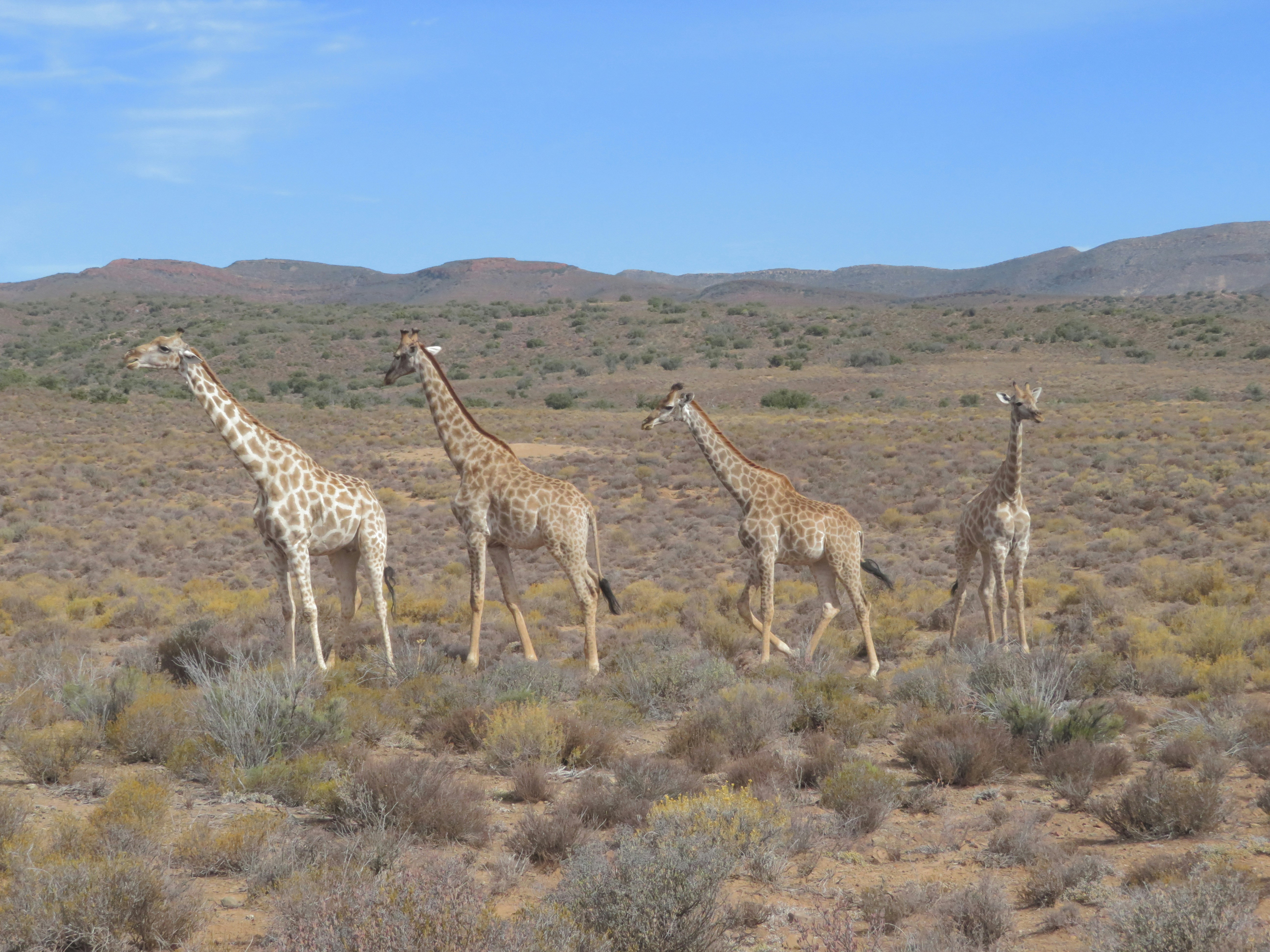 Four giraffes standing in a dry, grassy landscape. photo – Free Animal ...
