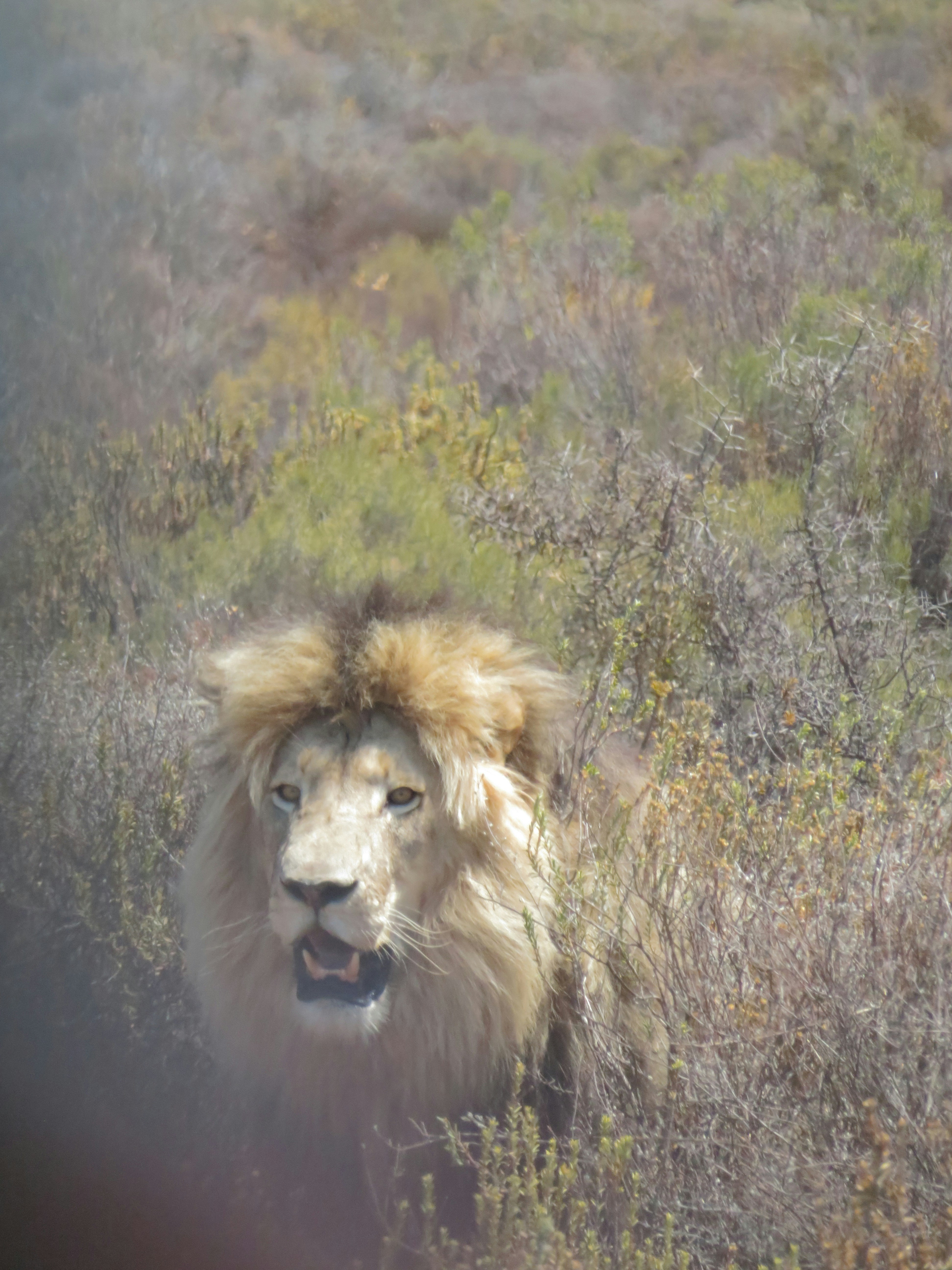 Majestic Roar Through the Tall Grass