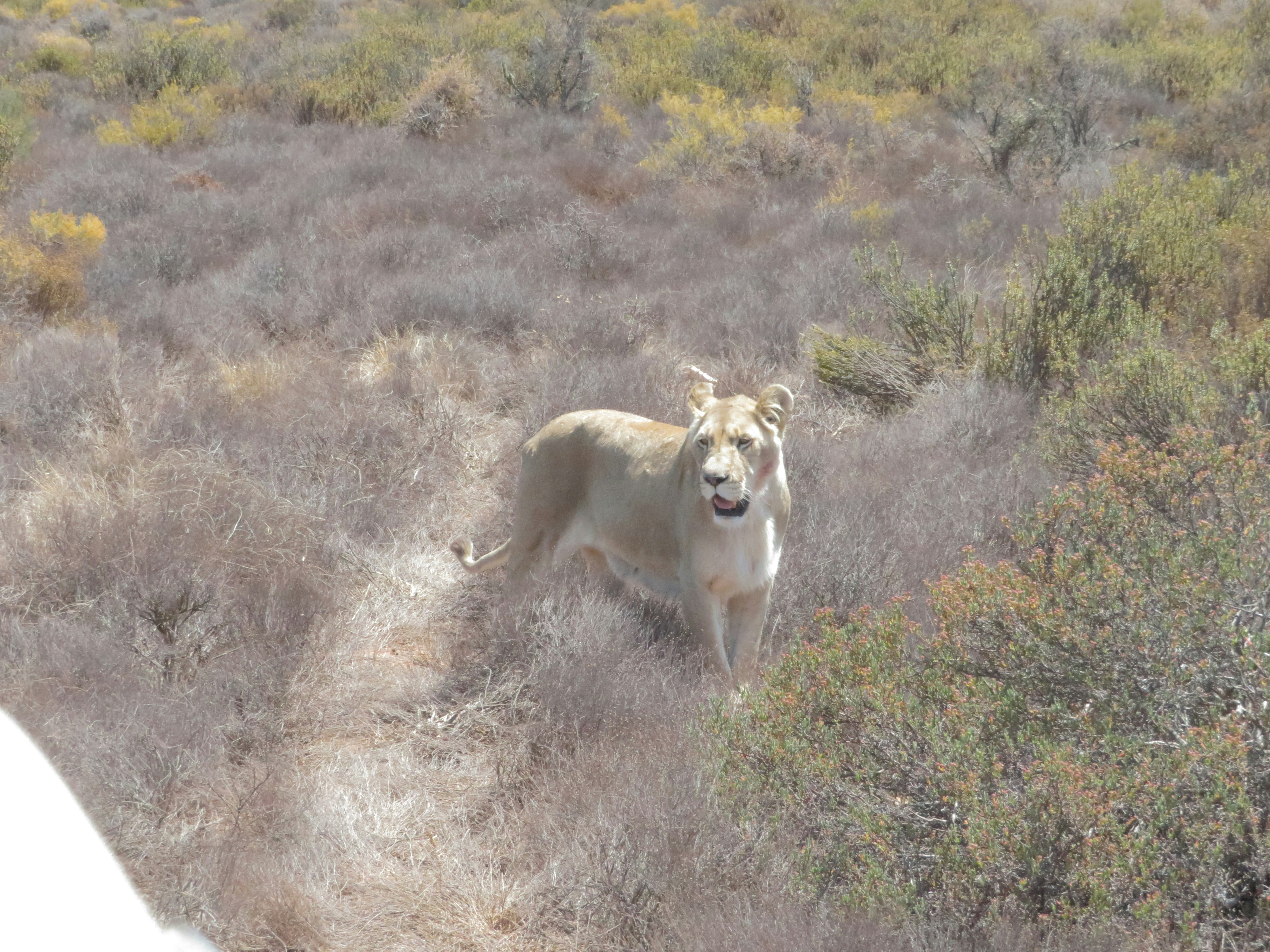 A lone lioness surveys the scrubland, eyes bright and stance ready