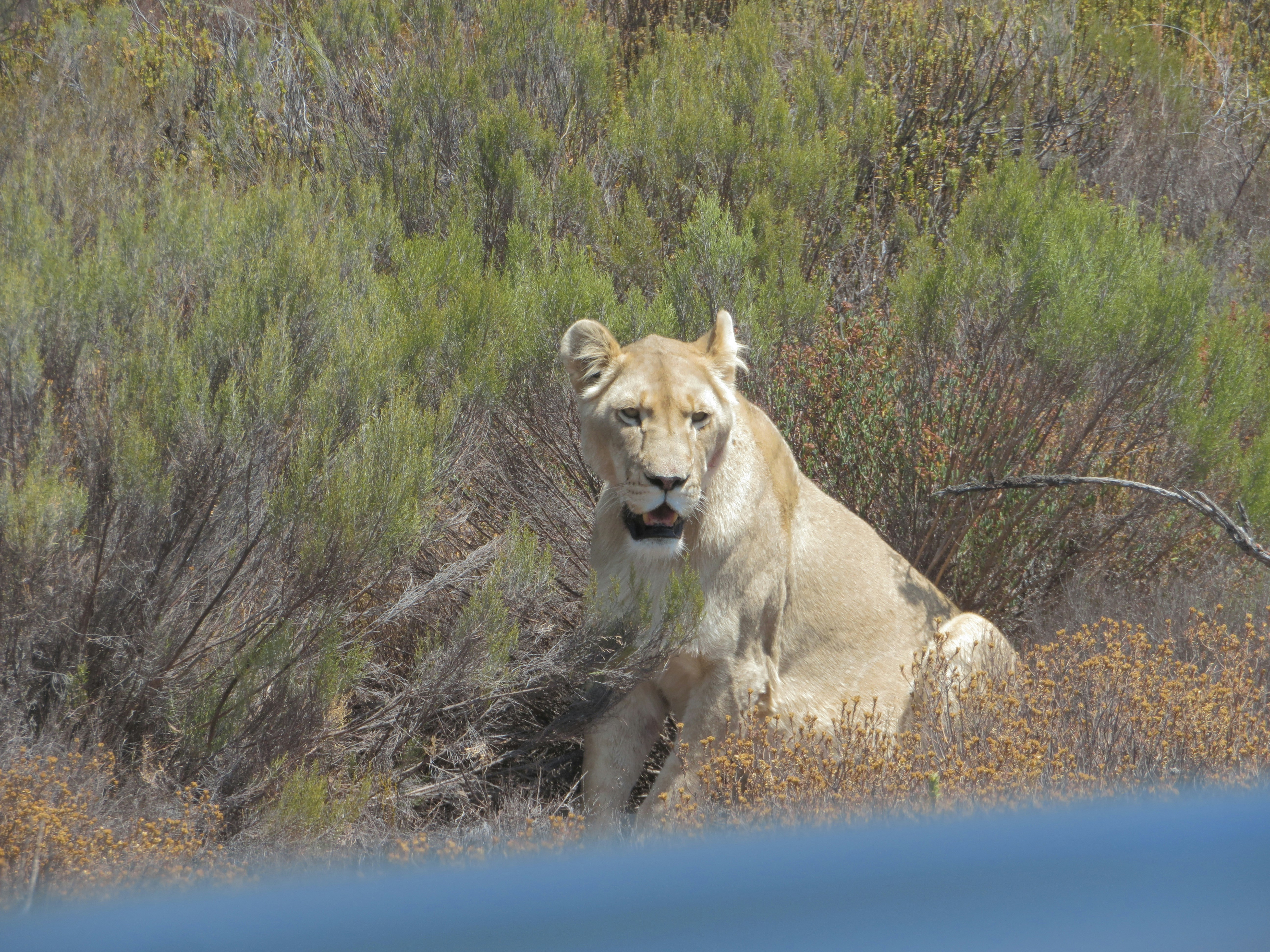 A Vigilantess in Brush: Lioness Pauses at the Boundary of Roadside Vista