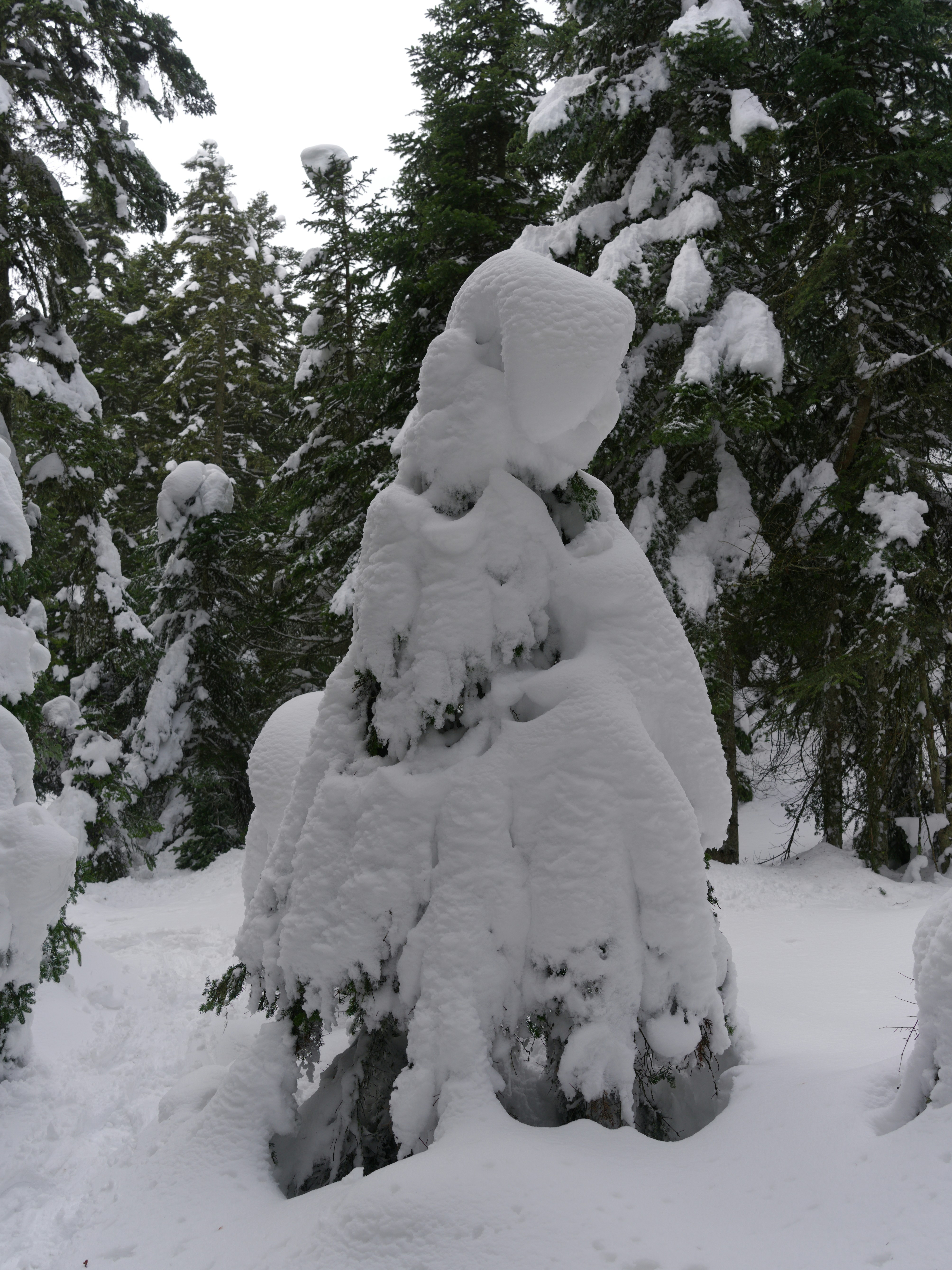 Frozen Monolith: Snow-Coated Colossus Among Pines