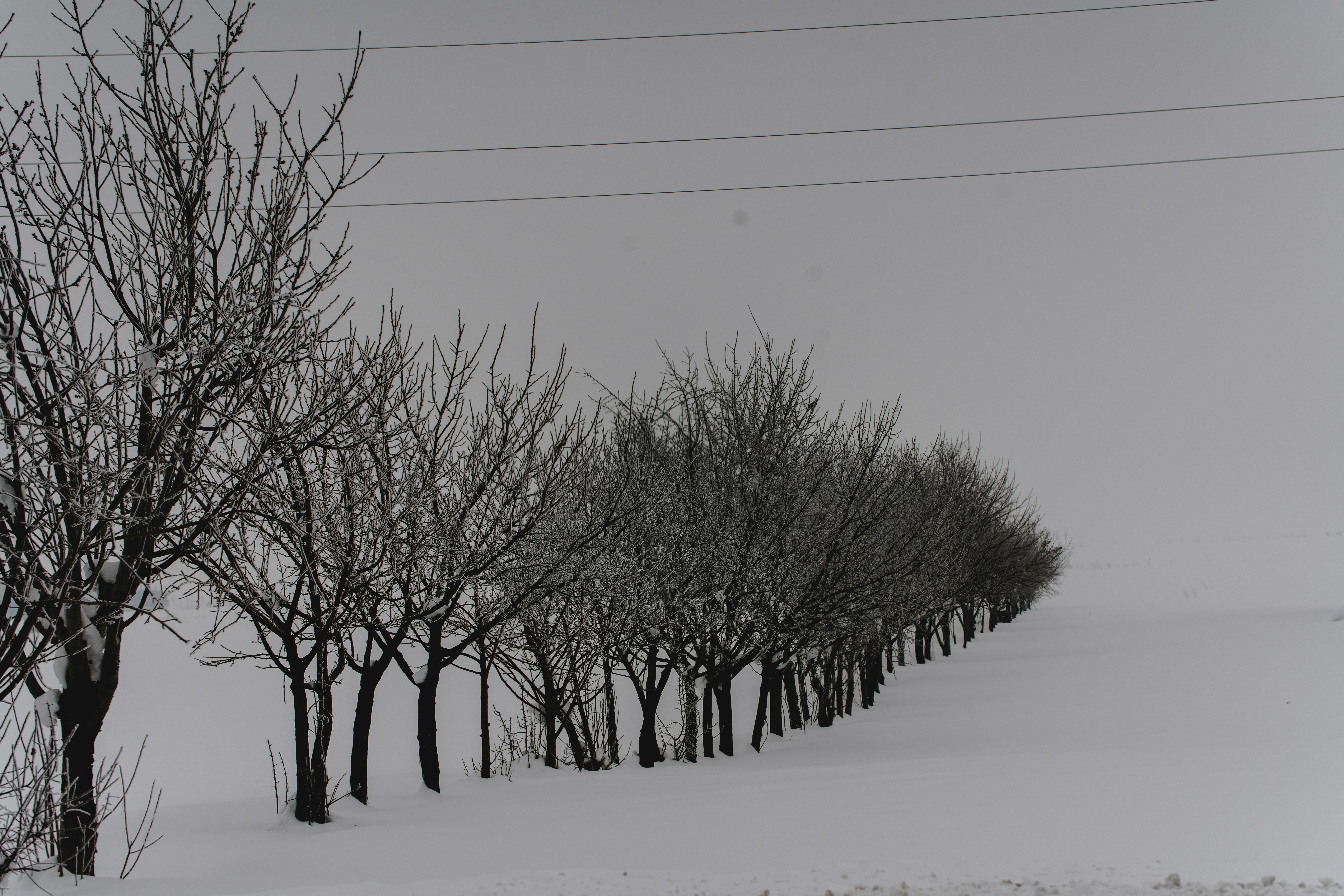Snow-veiled Row: Trees Receding into a Quiet Horizon