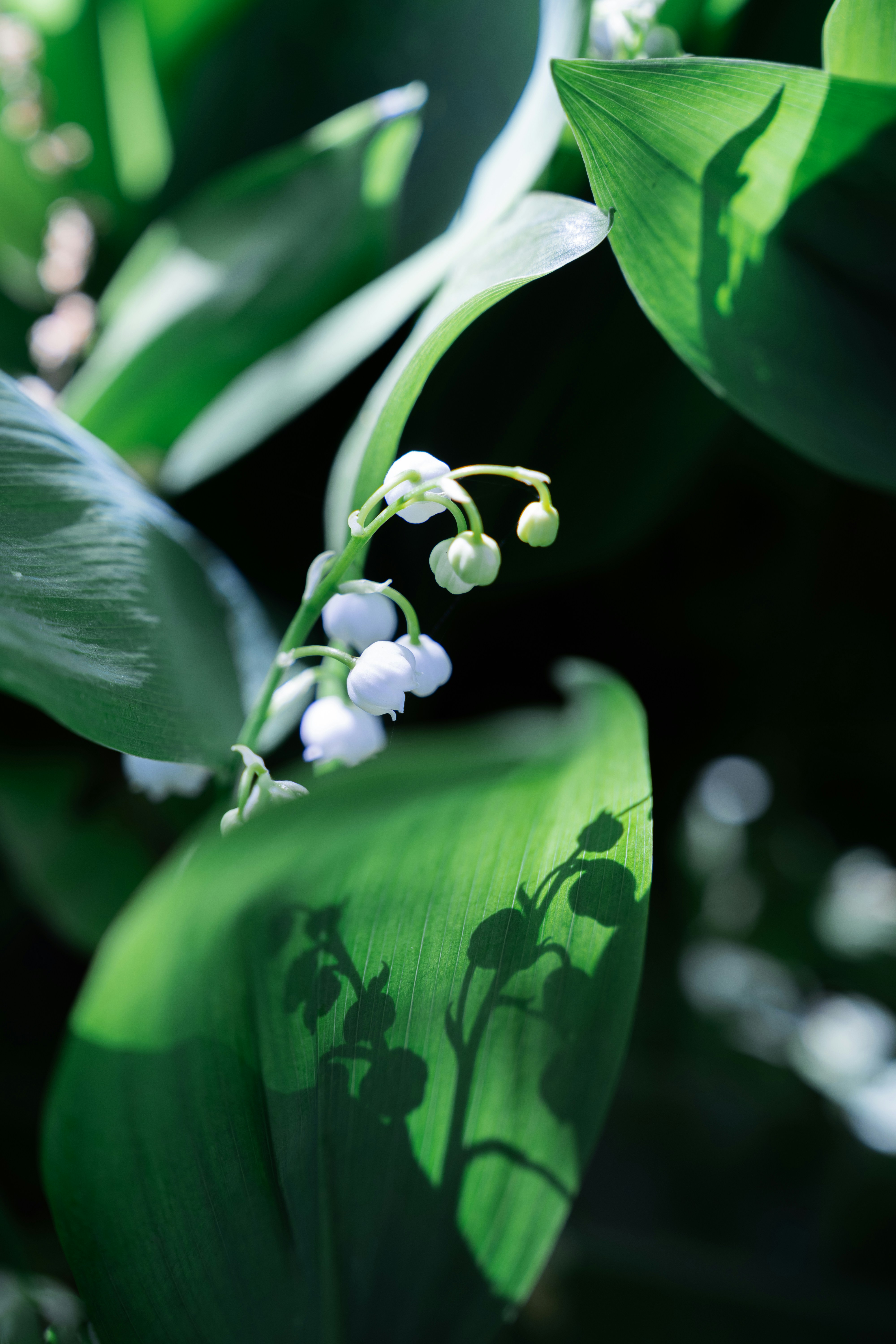 Whispering Lily of the Green: a Segue of Shadows on Leaves
