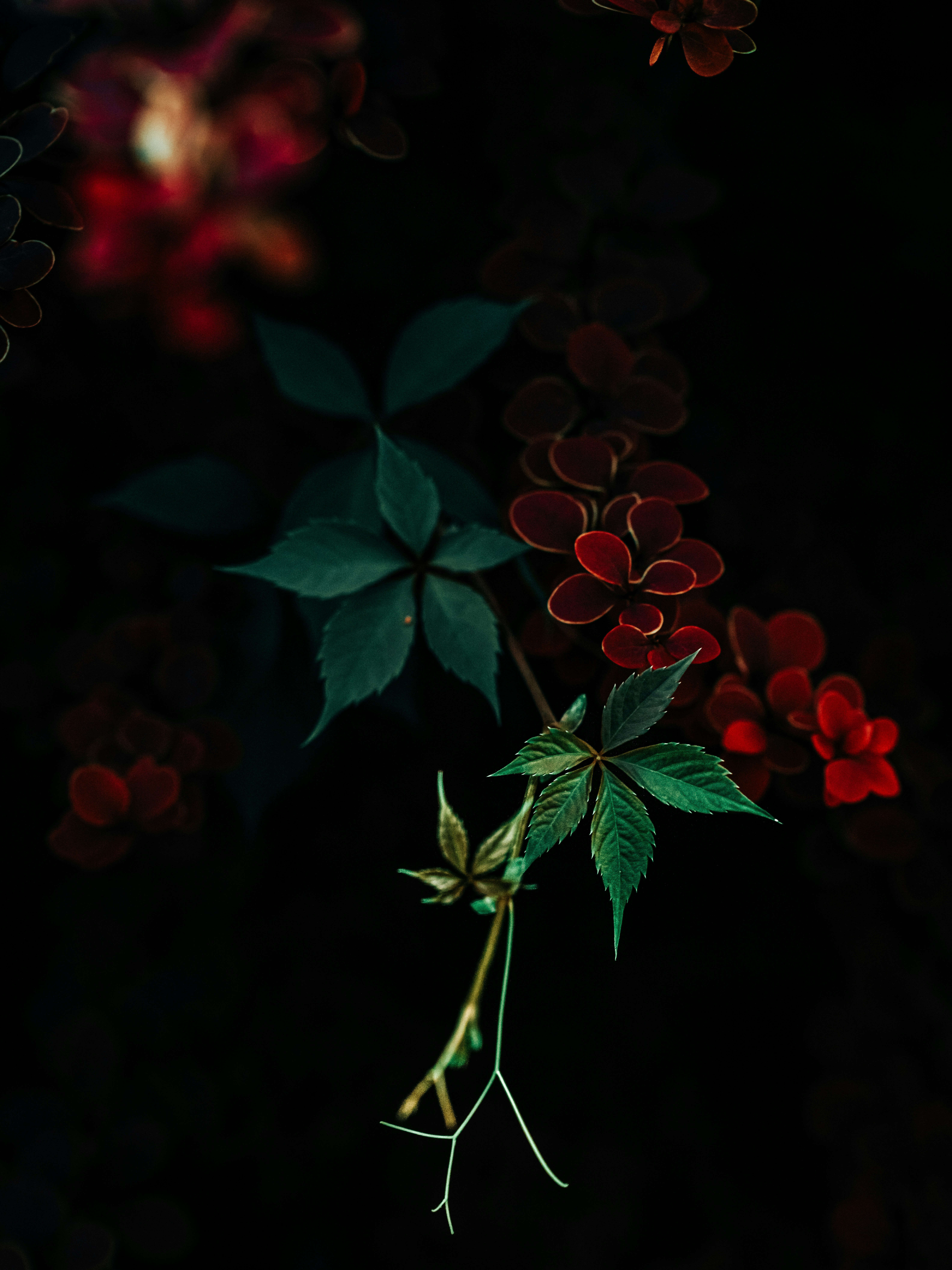Vining Green Leaves among Red Florals in Velvet Darkness
