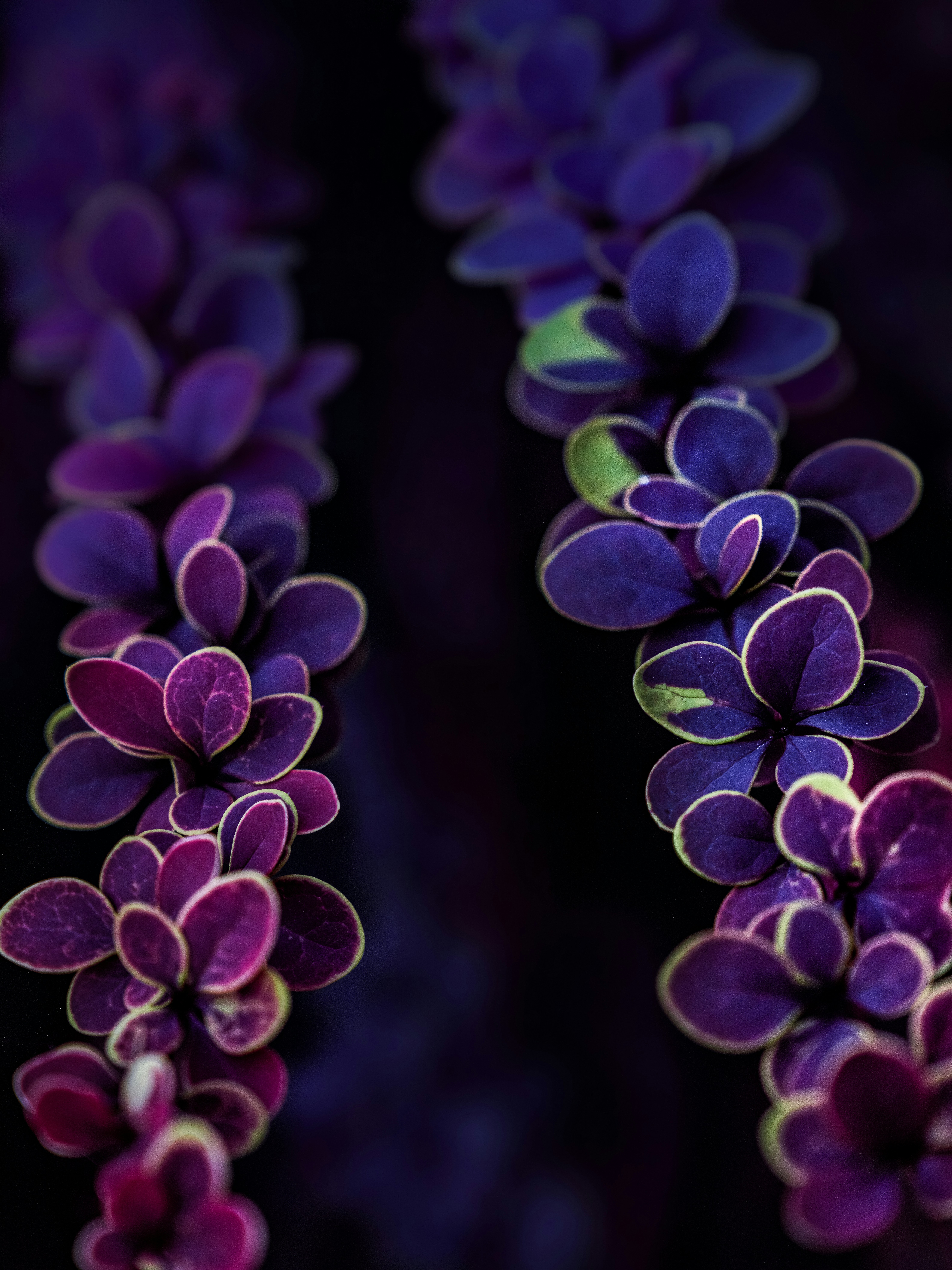 Between Velvet Veils: Purple-Green Foliage in Soft Focus Rows