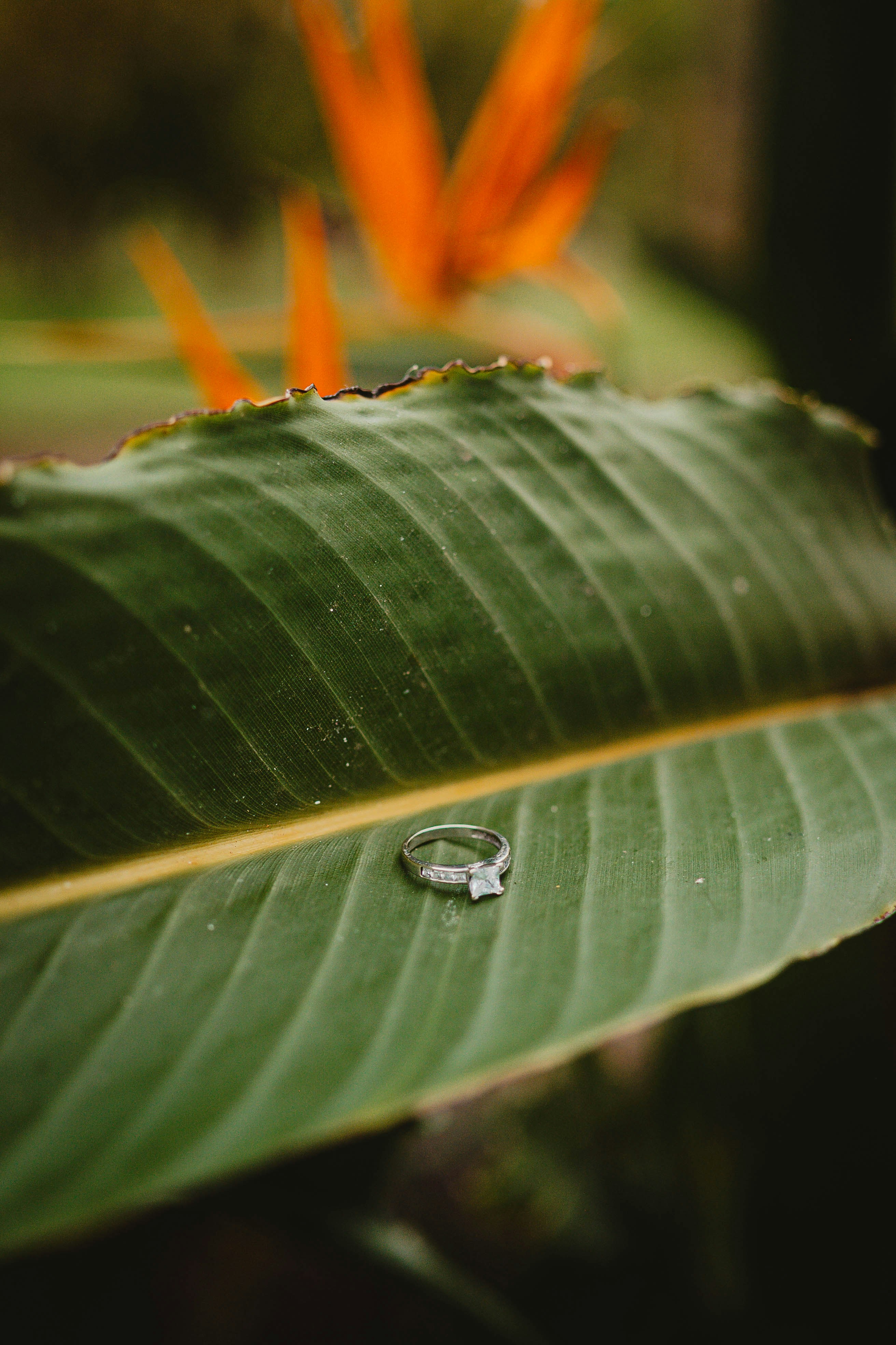 Droplet of Destiny: A Diamond Ring Resting on a Leaf
