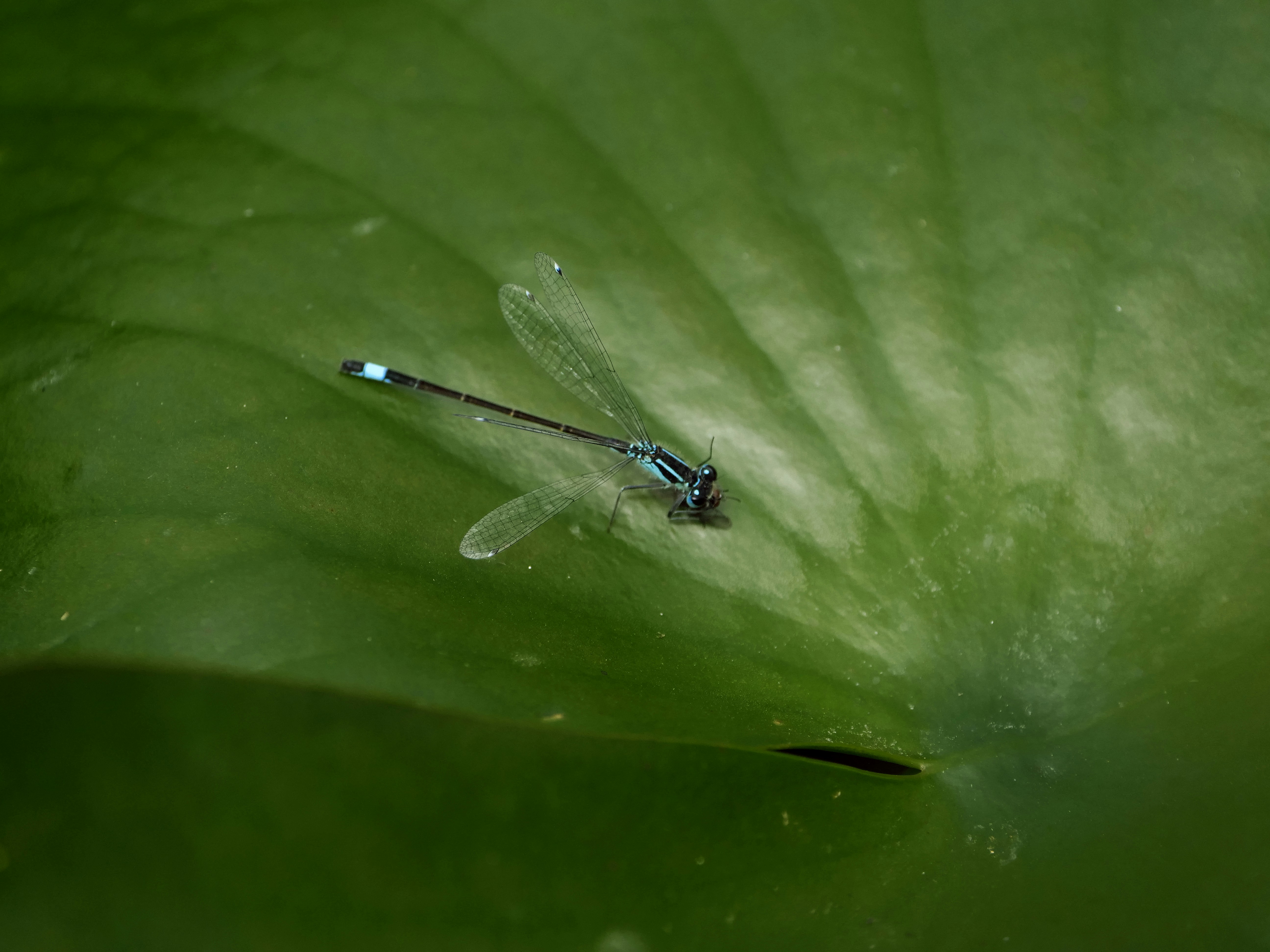 Blue-tailed Damselfly on a Verdant Leaf