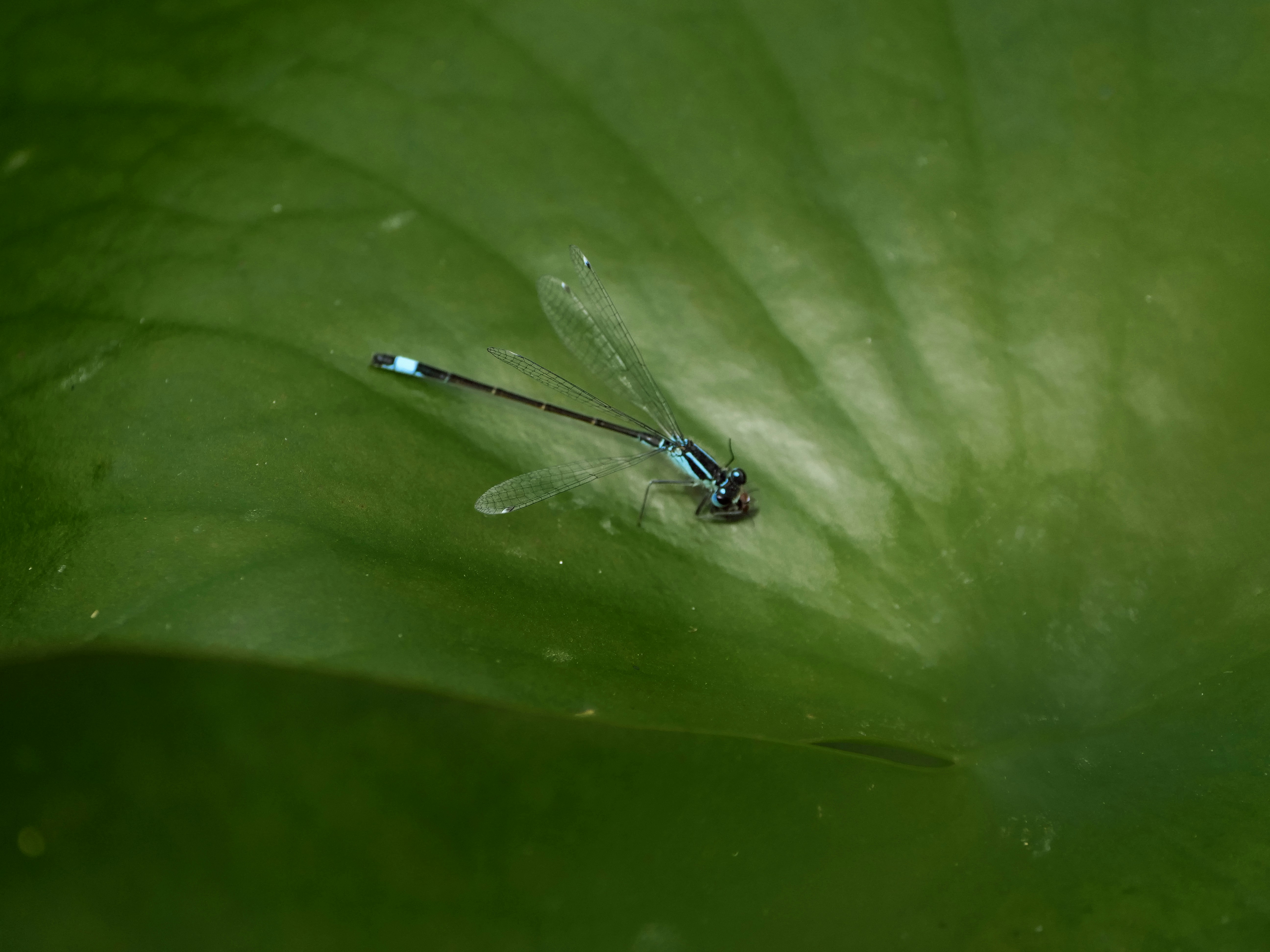 Azure Skip on a Green Leaf: A Tiny Dragonfly’s Moment