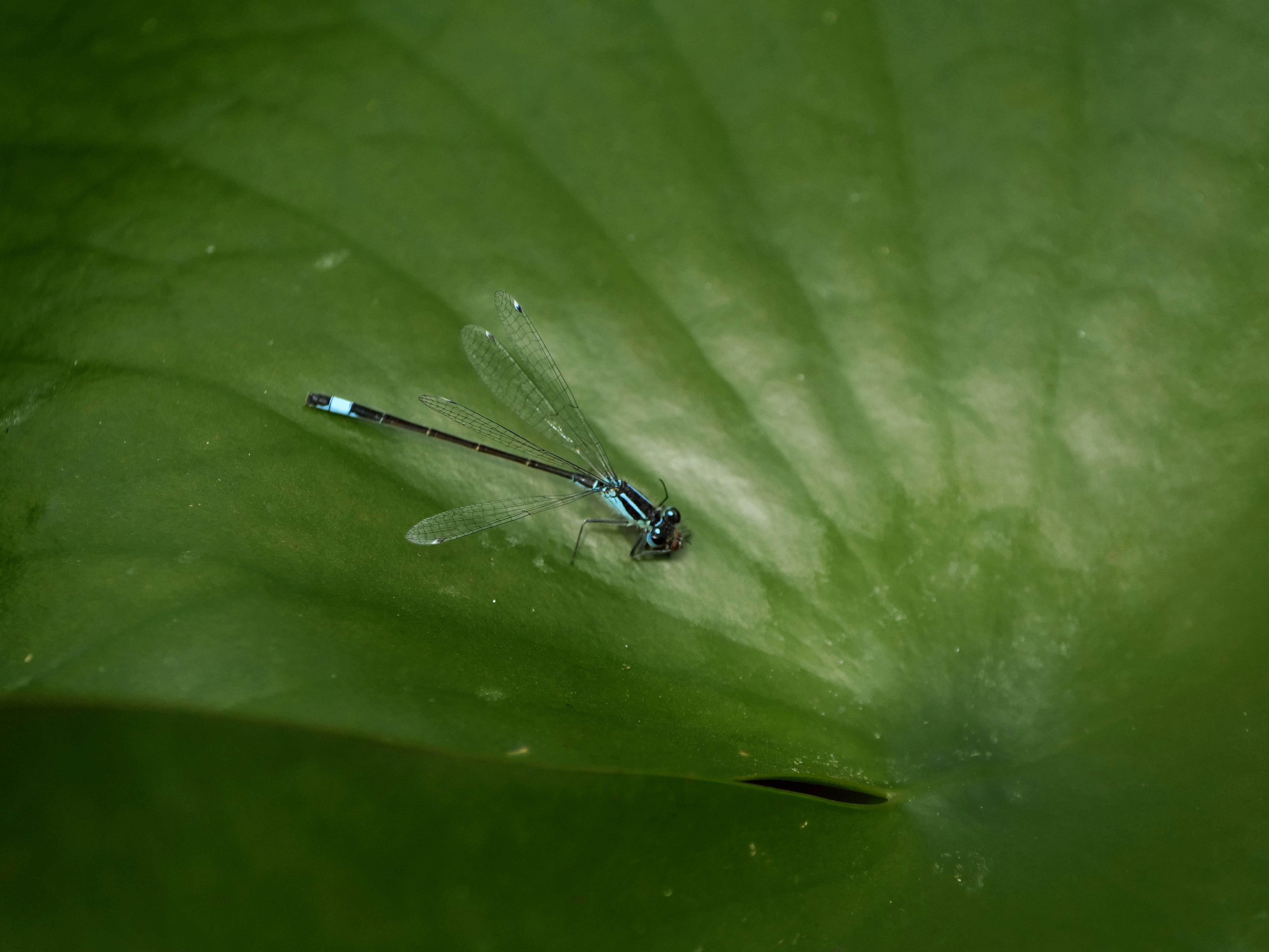 Dragonfly on a Verdant Pond Edge