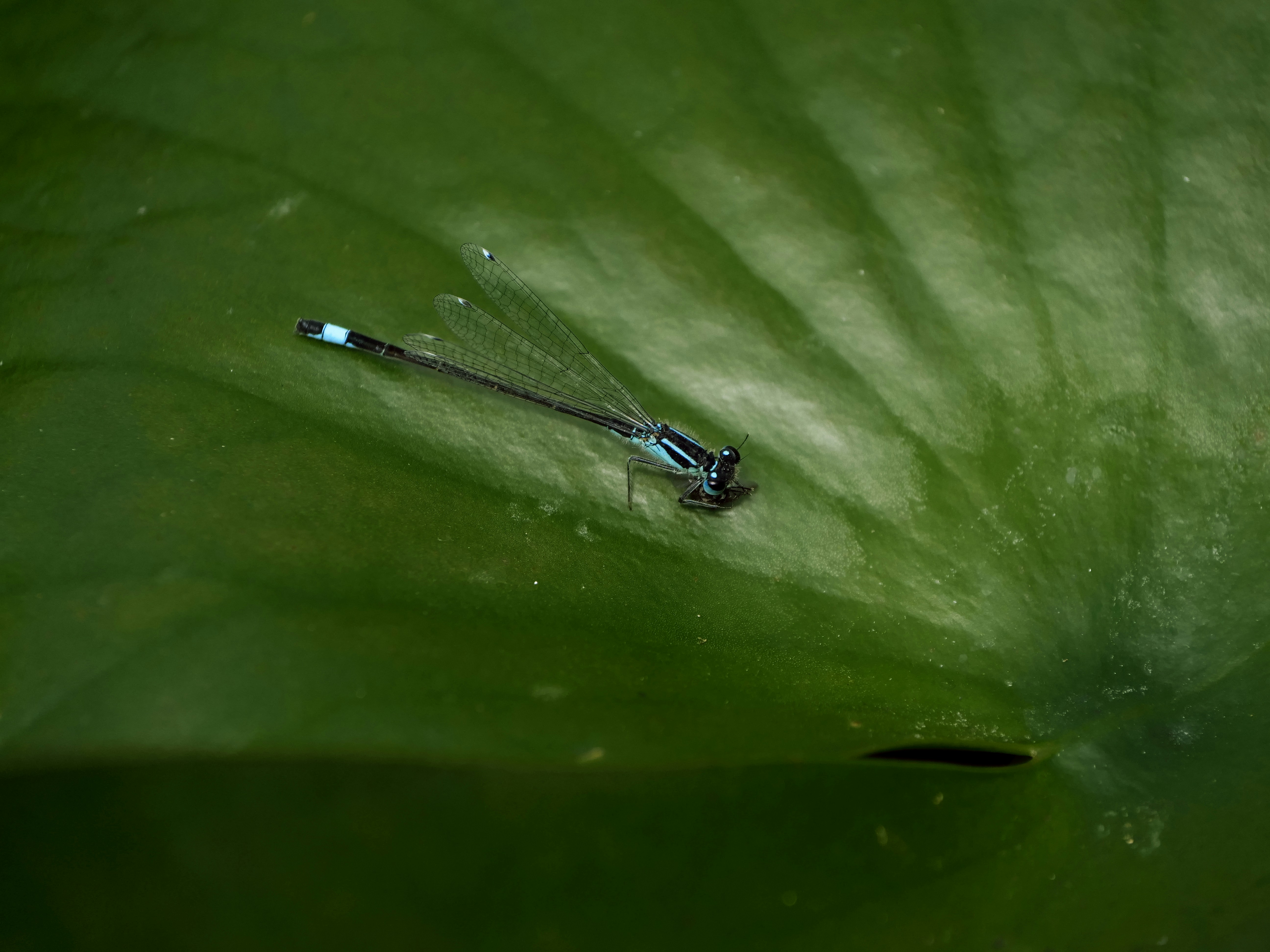 Azure Damsel Resting on a Green Leaf