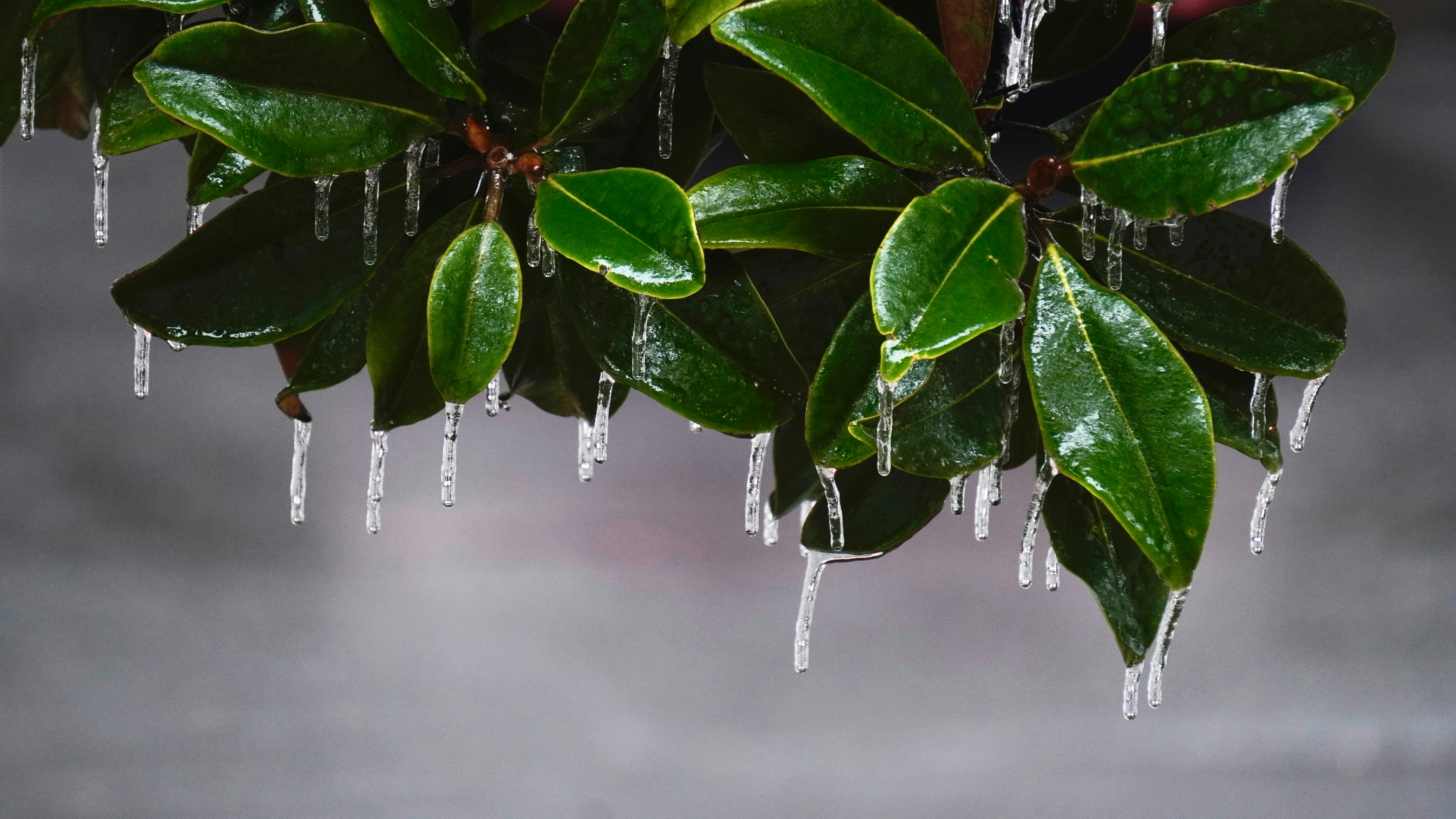 Icicle fringe on evergreen: a frozen close-up