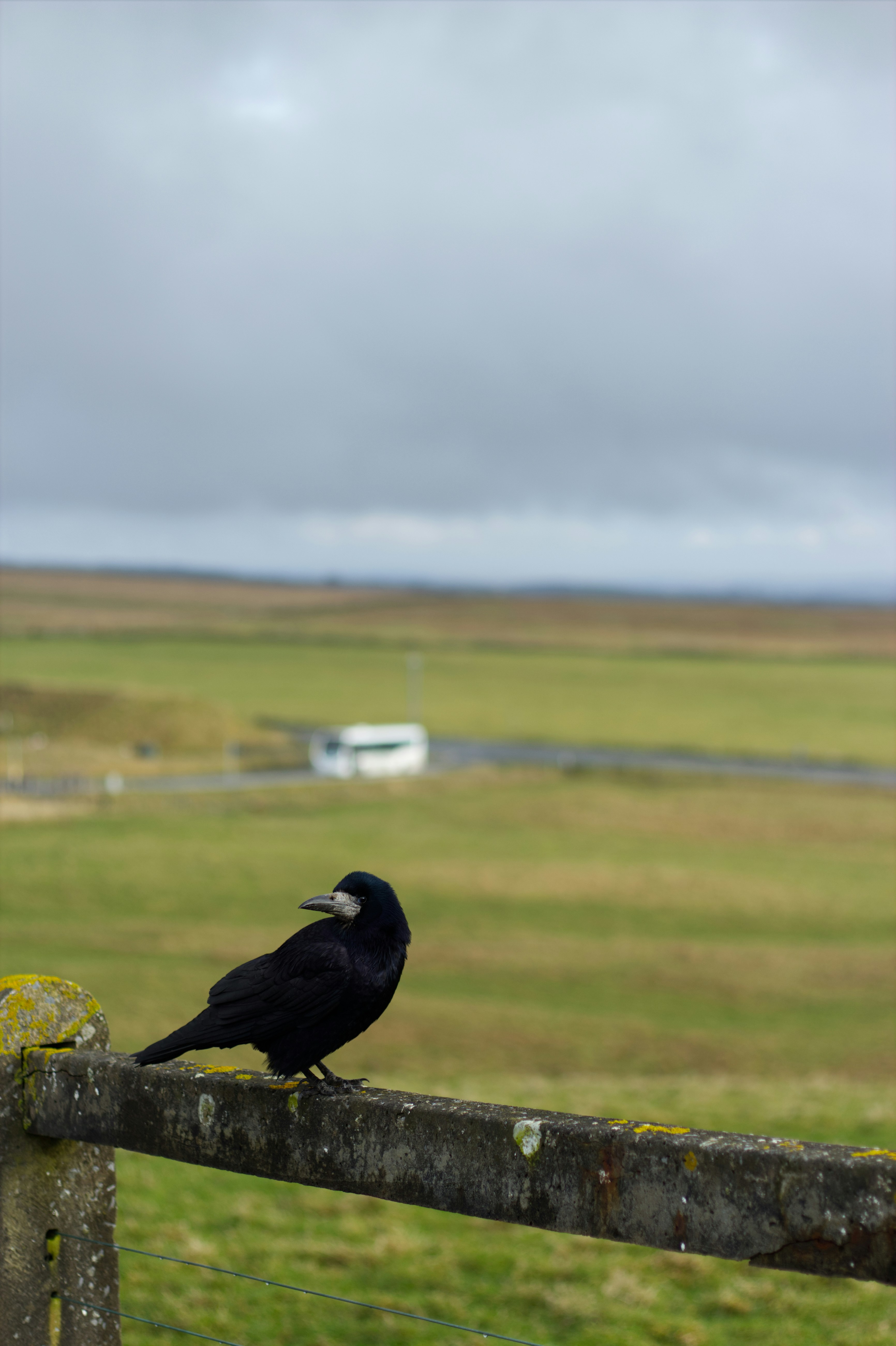 Raven at the Fence: A Quiet Corner of the Open Plain