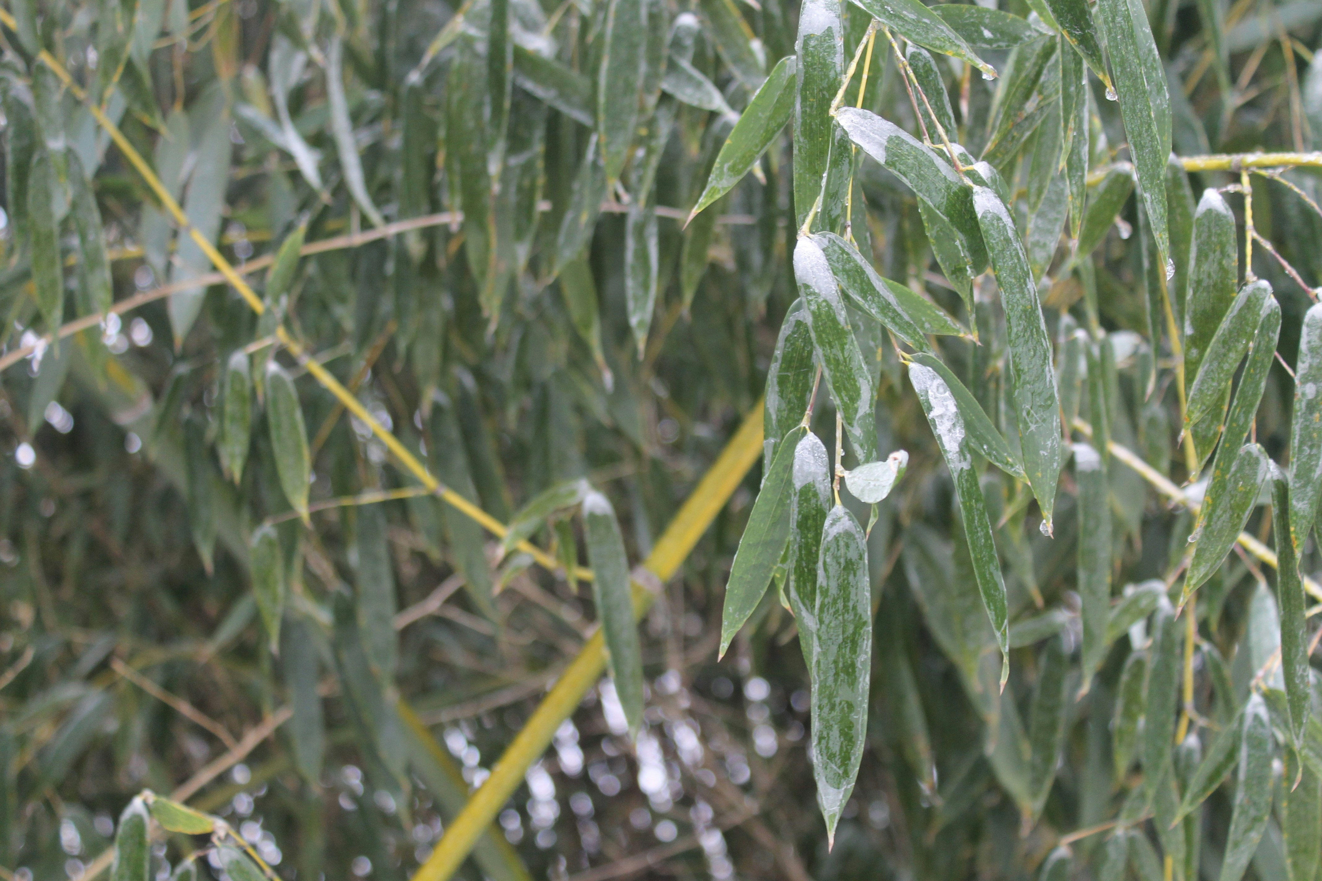 Frosted willow tendrils caught in subdued morning light