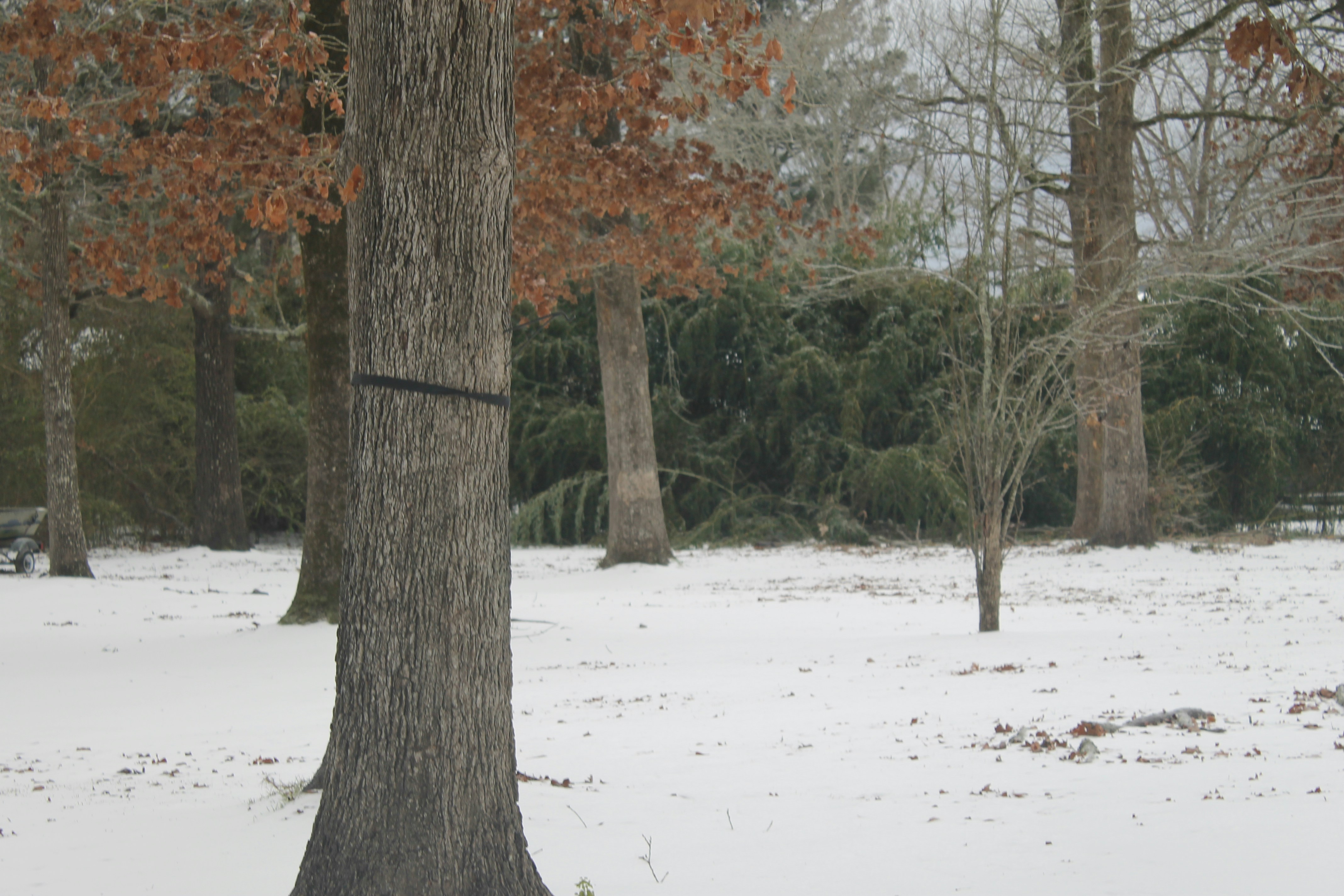 Tree Trunk in Snow-Cilled Park