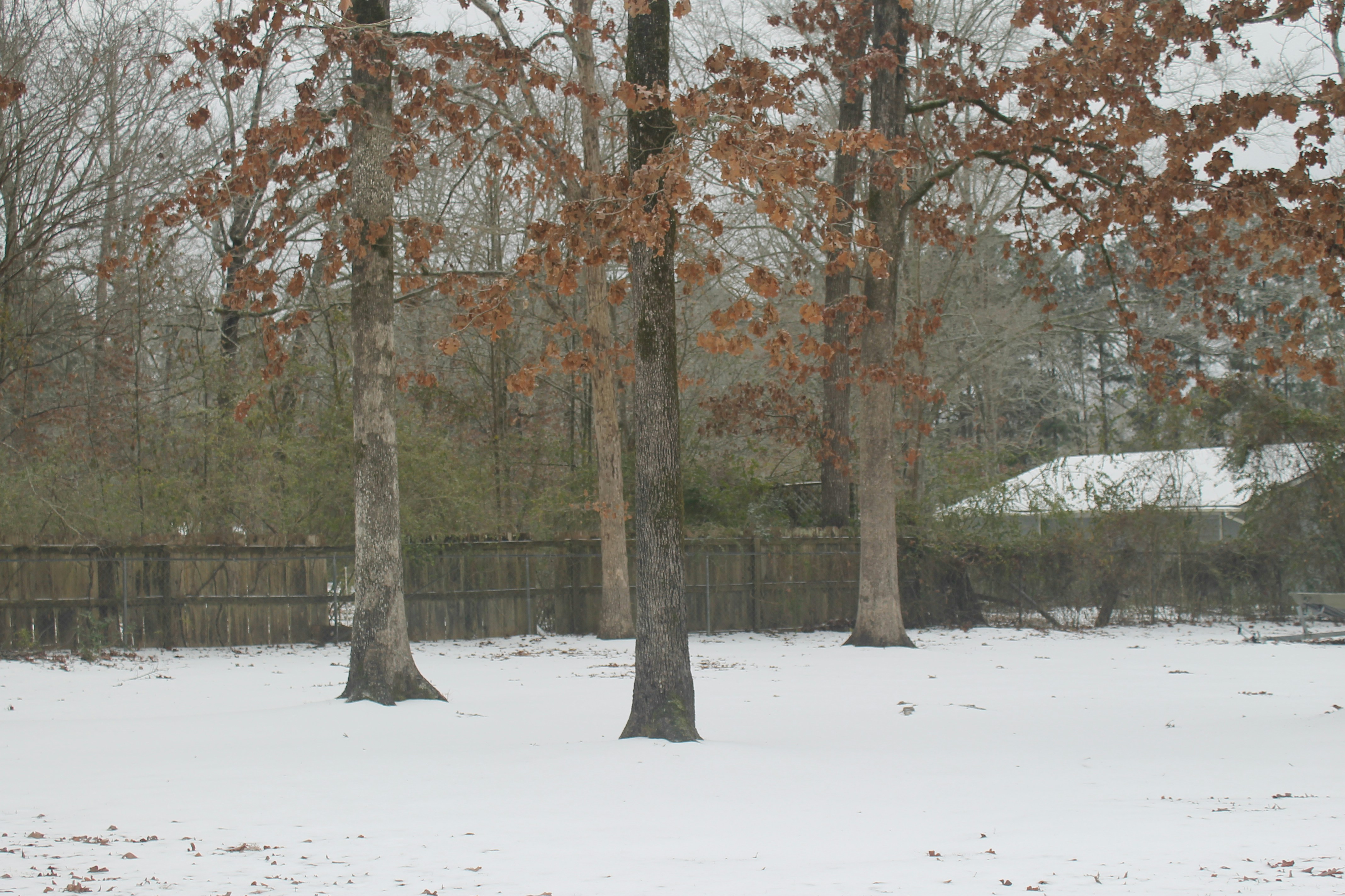 Snow Echoes: Trees Standing Guard Over a Quiet Winter Yard