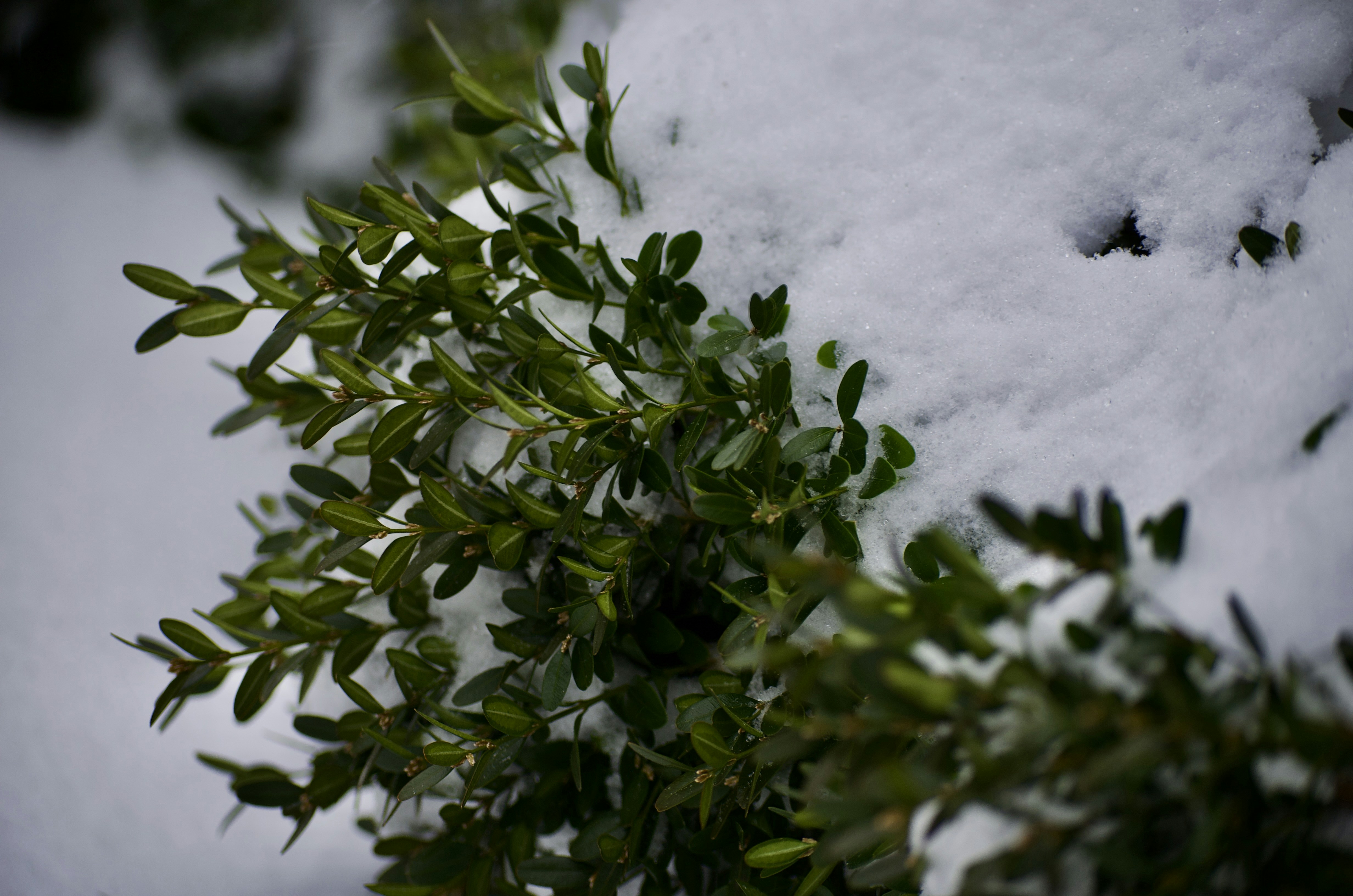 Snow-kissed Buxus Sprigs: A Quiet Corner in Winter Green