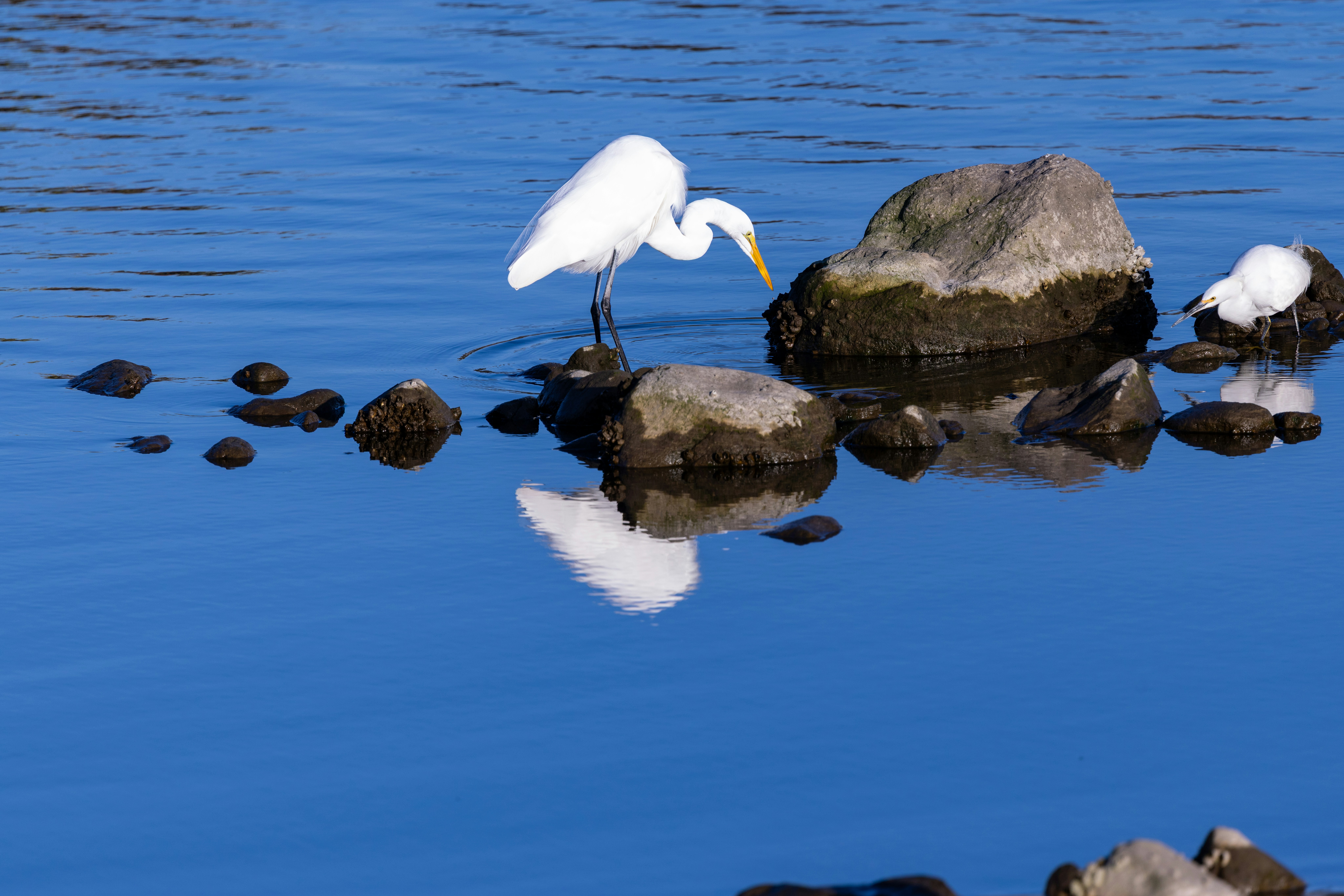 White Heron on a Quiet Rock-Rimmed Spill of Blue