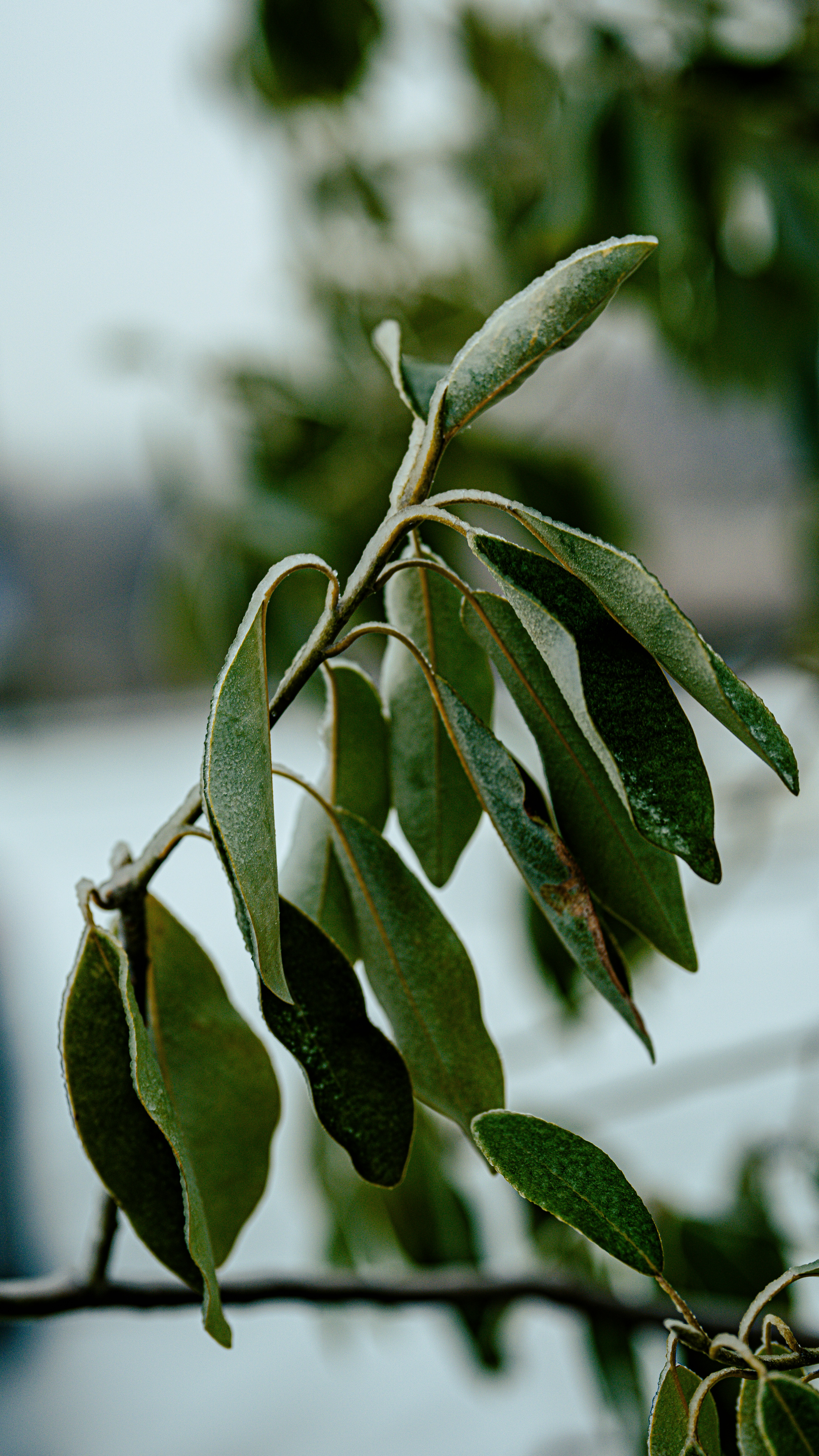 Frost-kissed Willow Leaf Cluster in Soft Focus