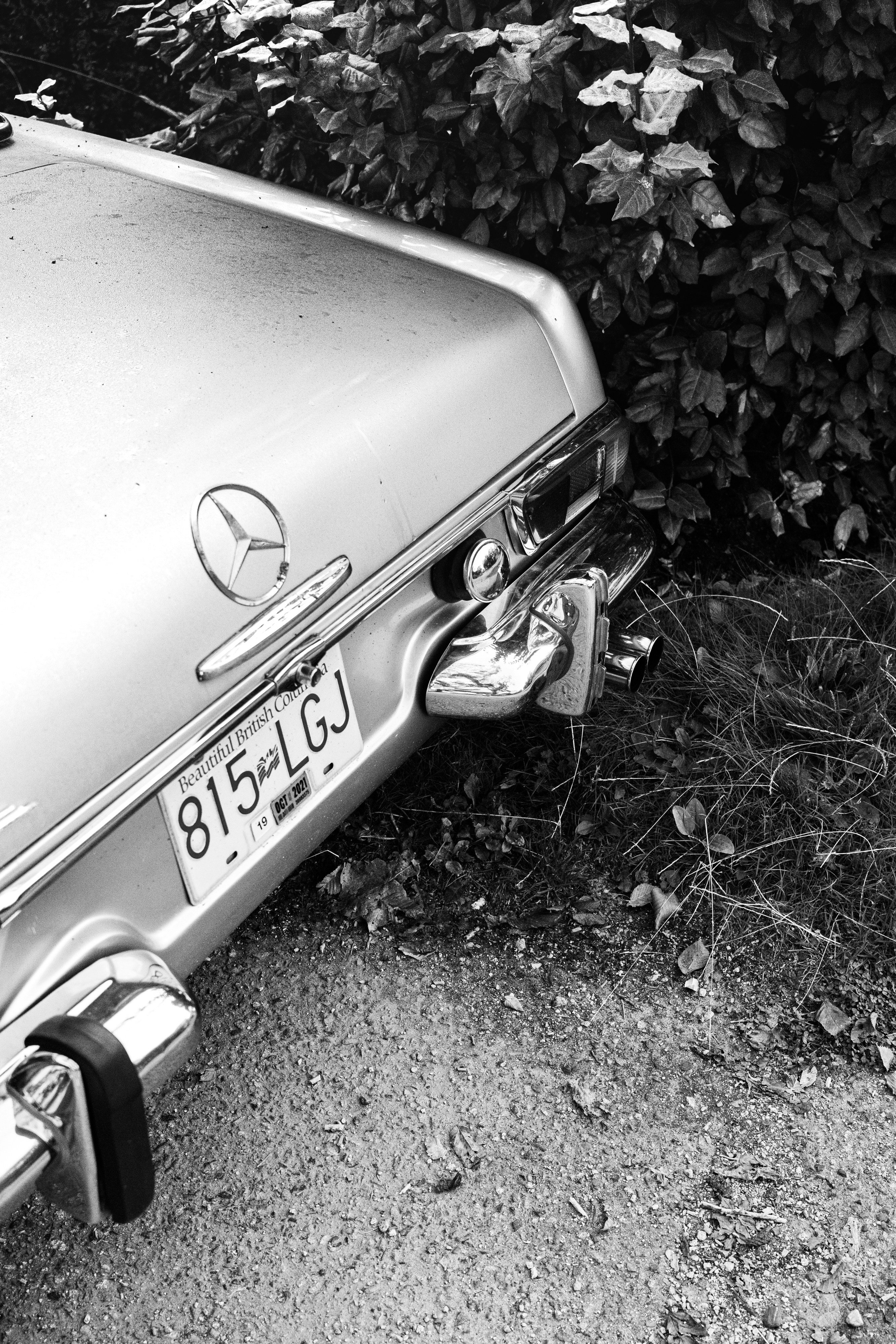 Rear Ended in Time: A Vintage Mercedes Emerges from the Vines