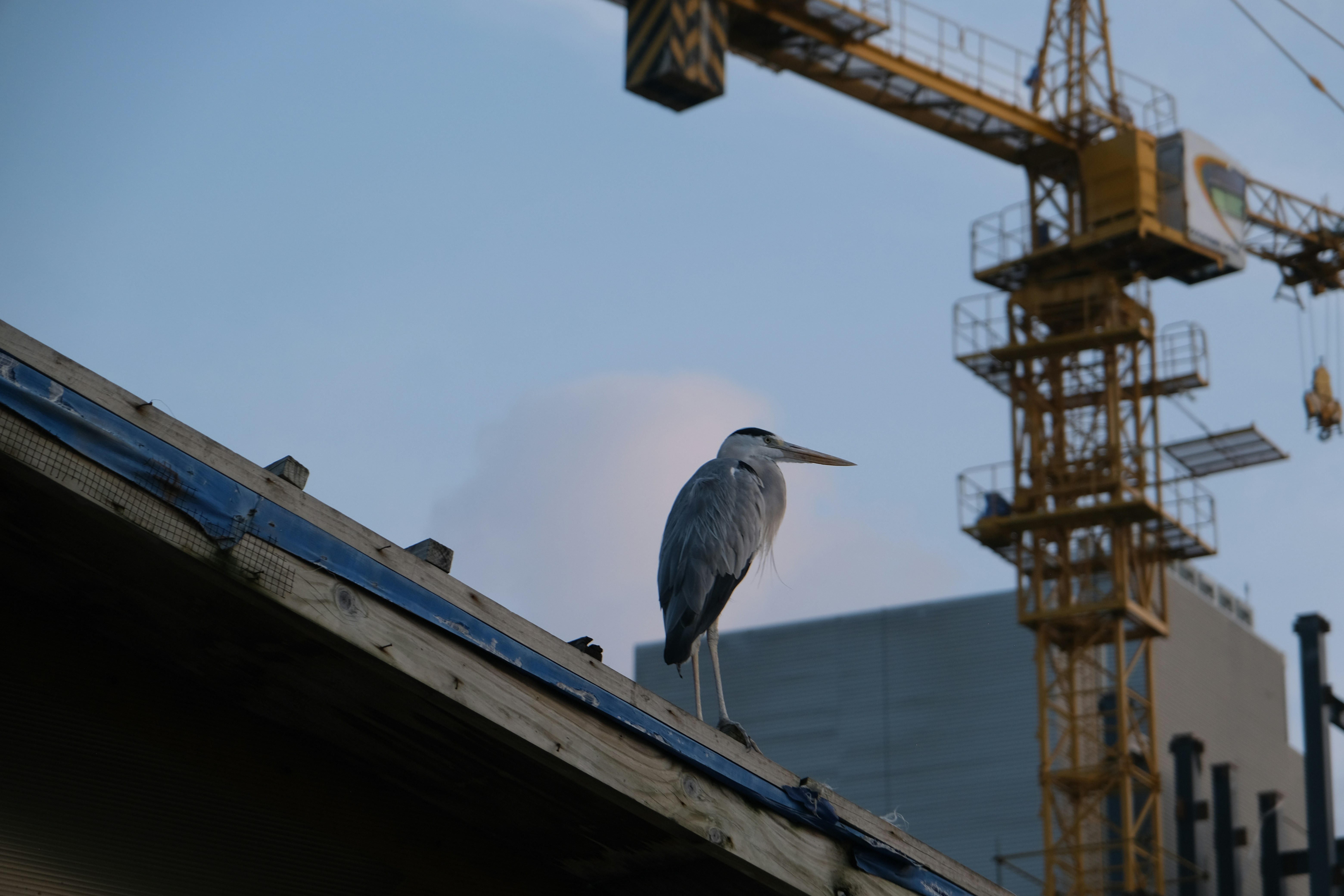 Blue Heron on a Framed Roof Under a Construction Crane