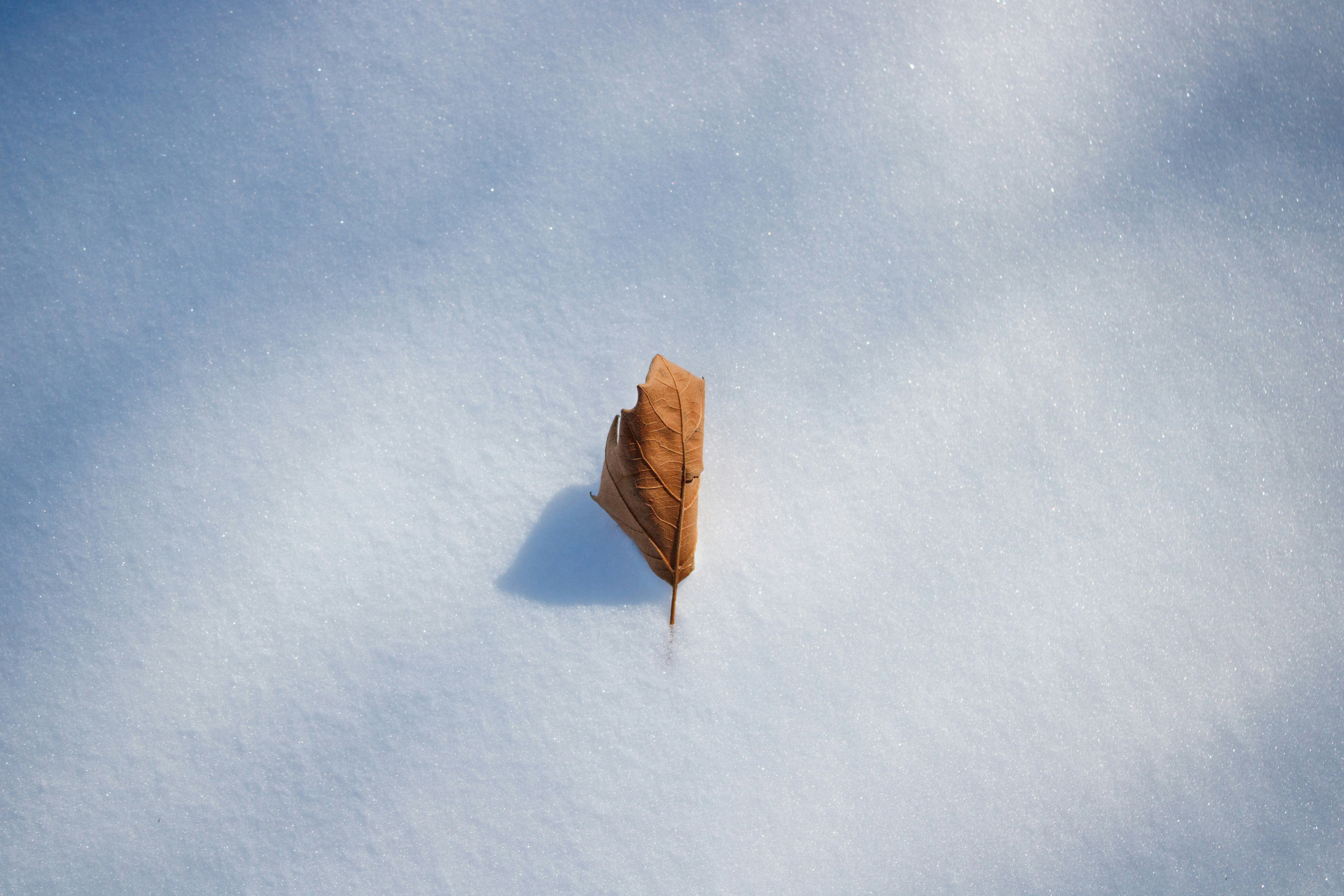 Centered Autumn Leaf Amid Fresh Snow