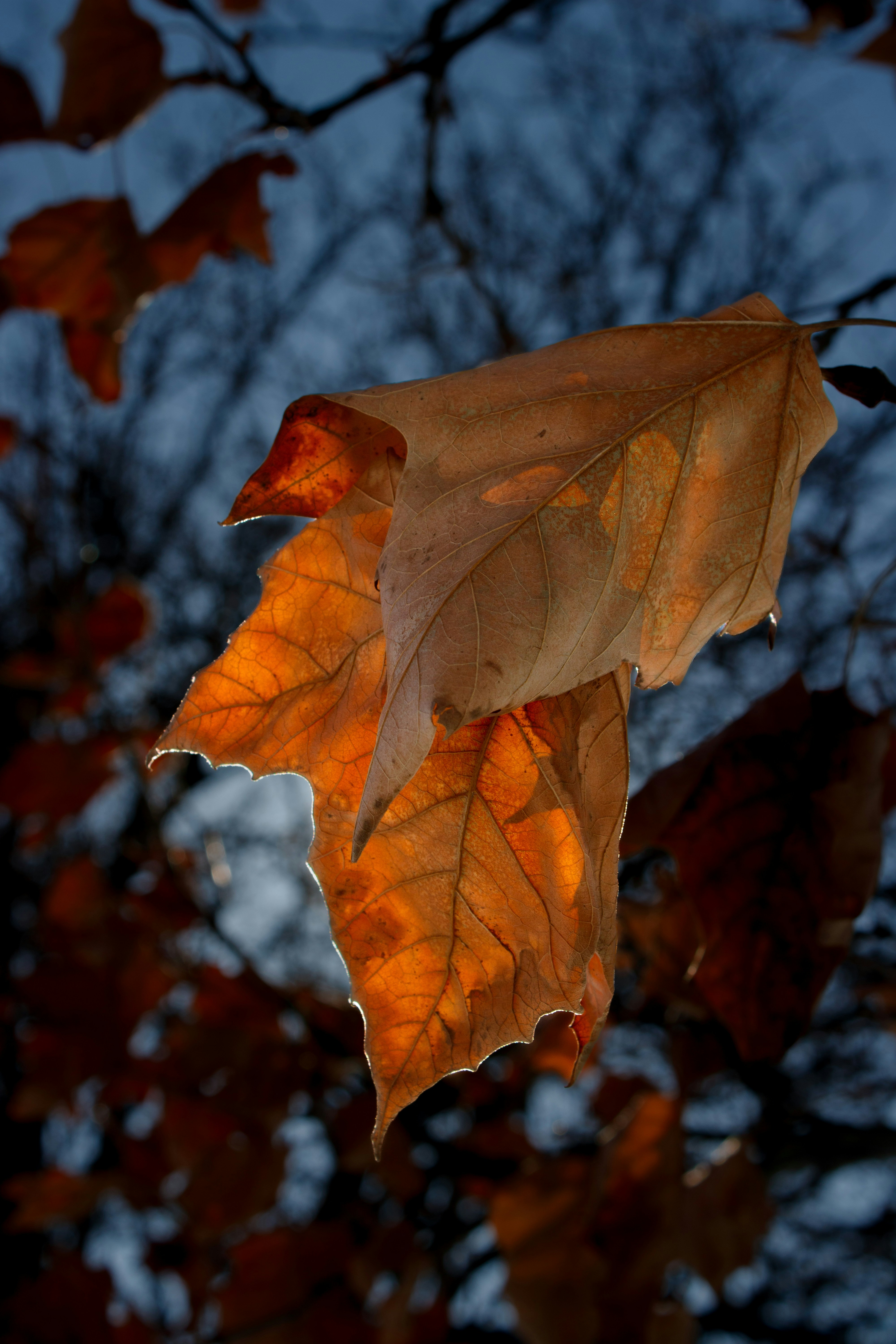 Autumn Leaf in Focus Against a Twilight Canopy