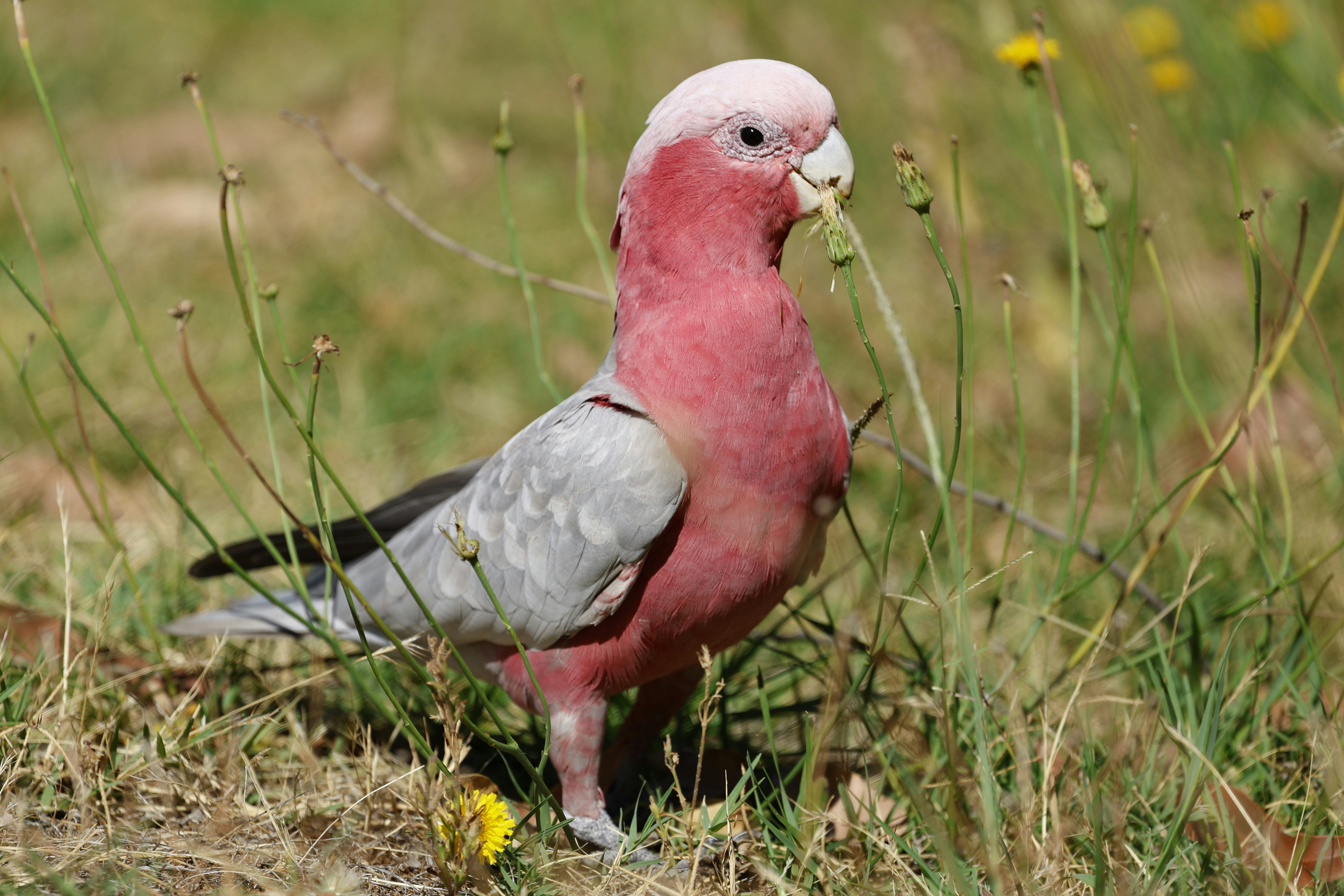 Pink Plumage at Ground Level: A Galah Poised Among Wildflowers