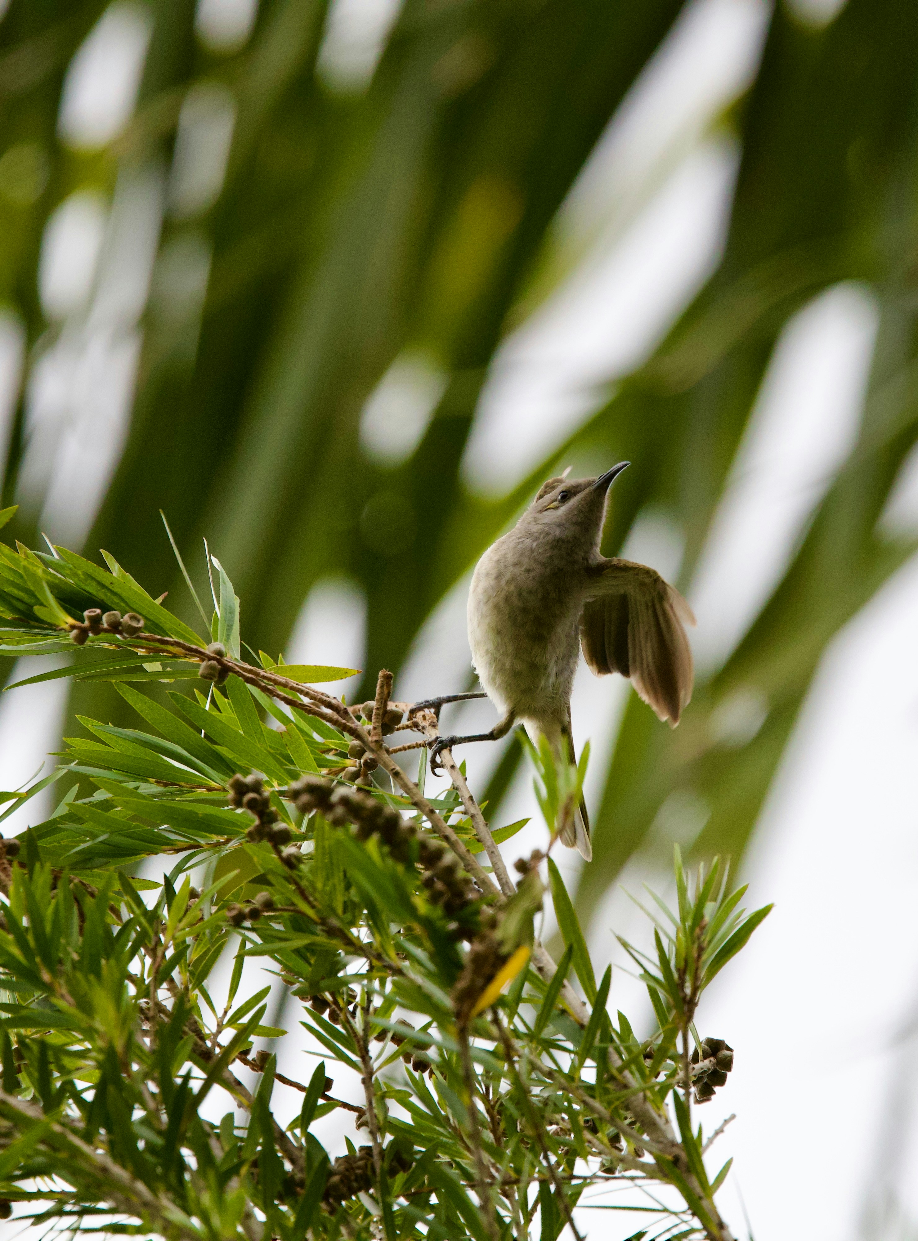Perched Whiskered Warbler: A Moment of Feathered Quiet Among Green Tendrils