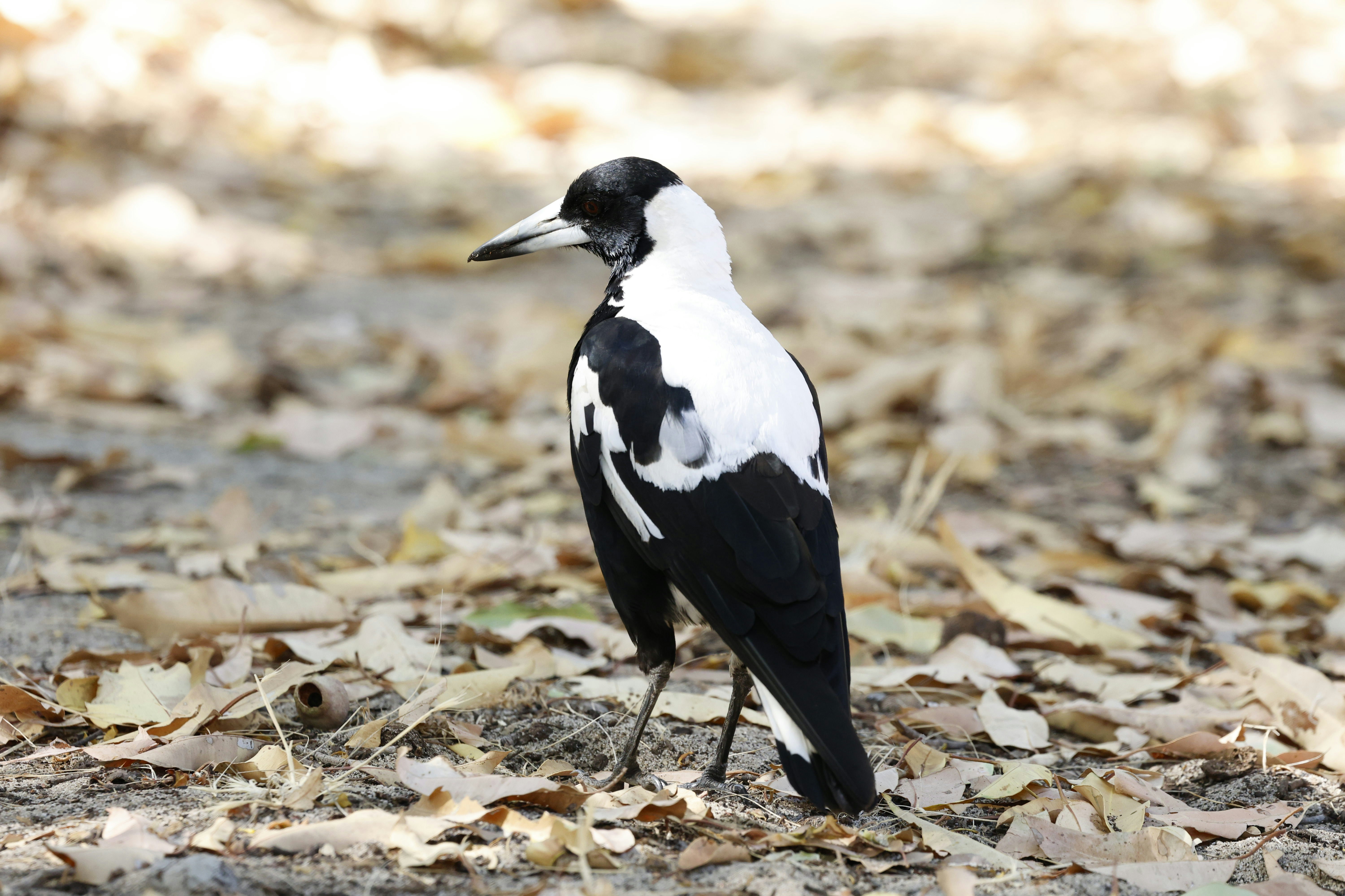 Black-and-White Wader in Autumned Groundscape