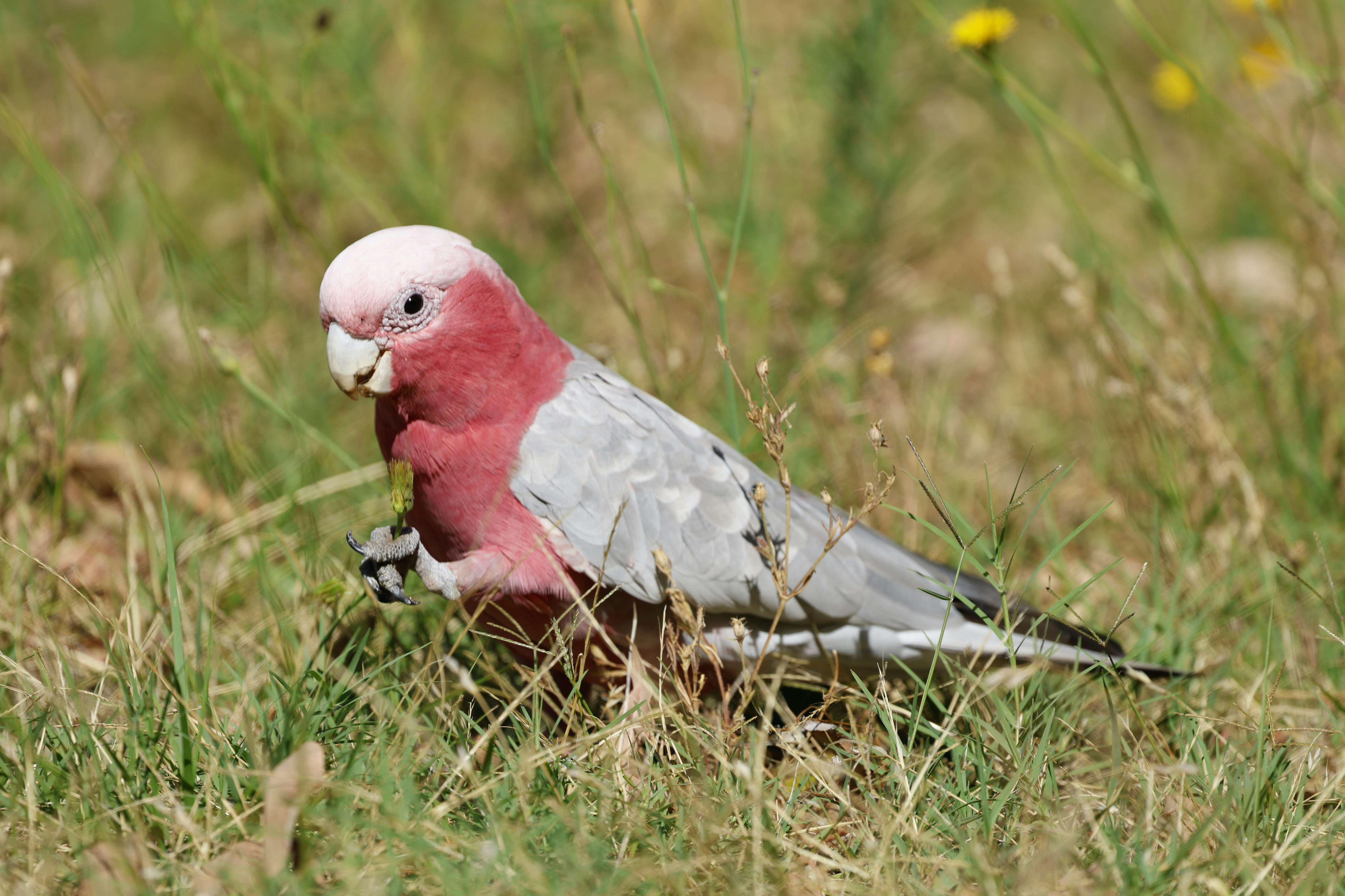 Scarlet Blaze in Grass: a Galah perched among wildflowers