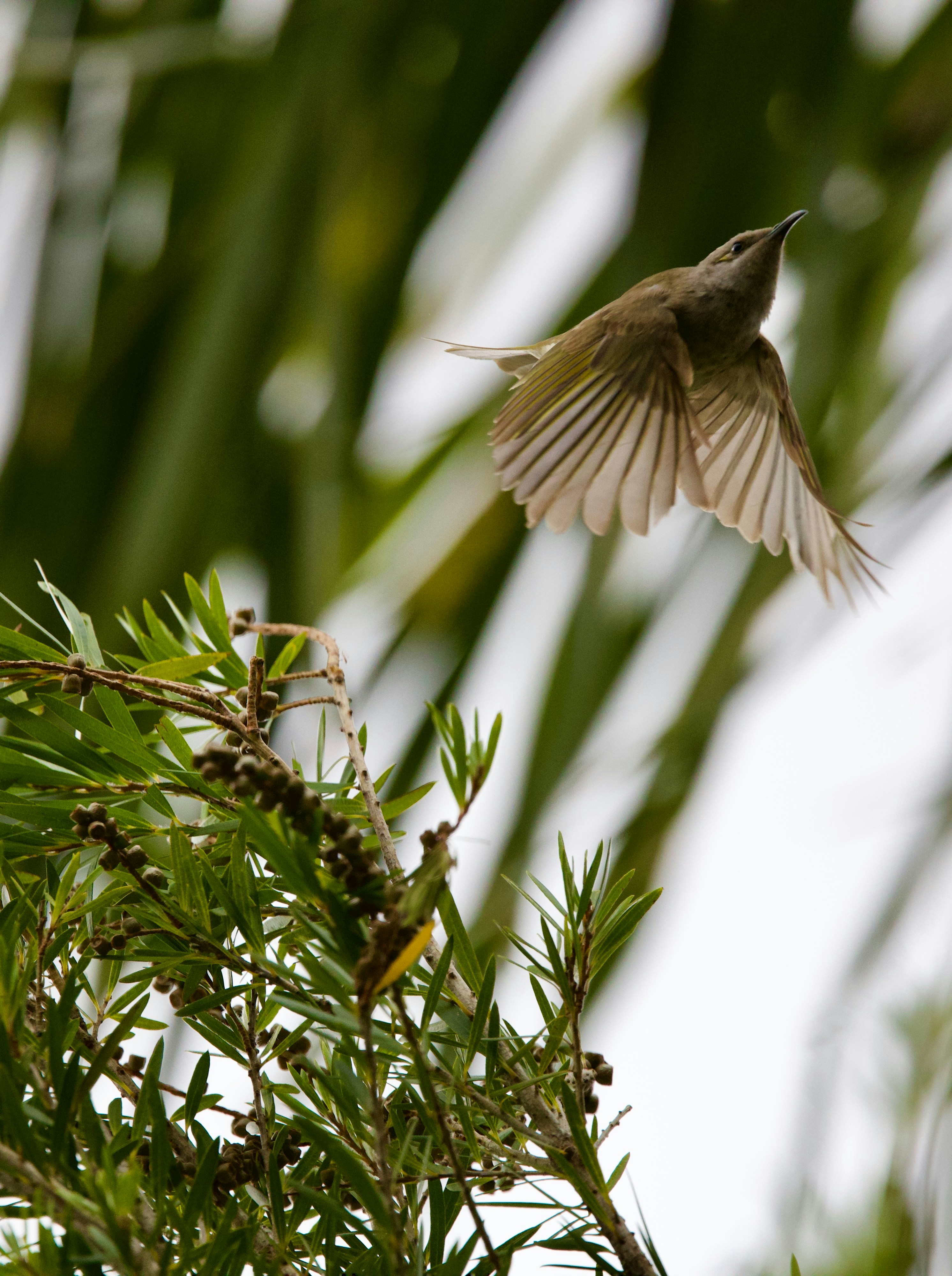 Tiny Migrant in Transit: A Hushed Flight Over Green Fingers