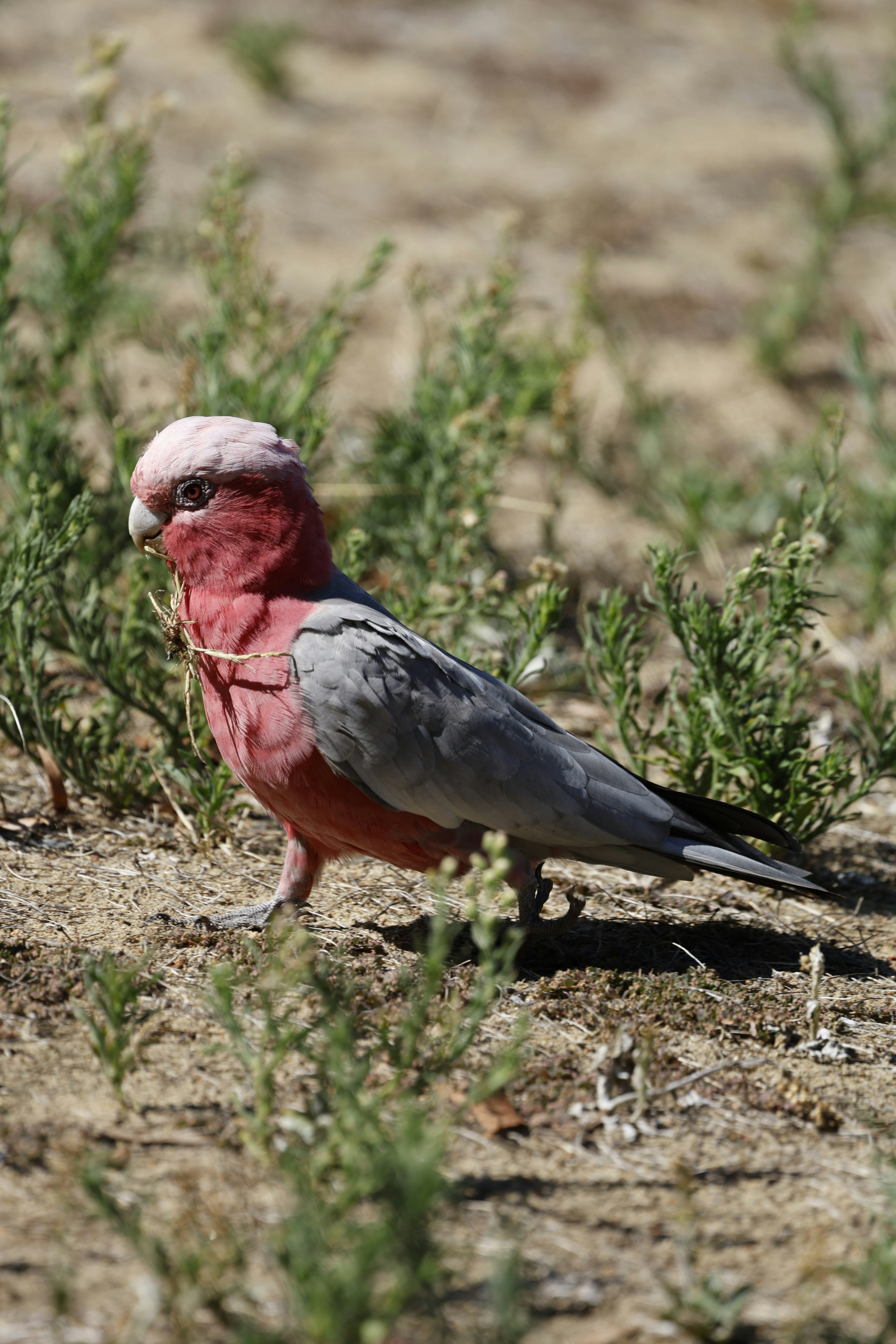 Pink-brushed Finch on sunlit Ground