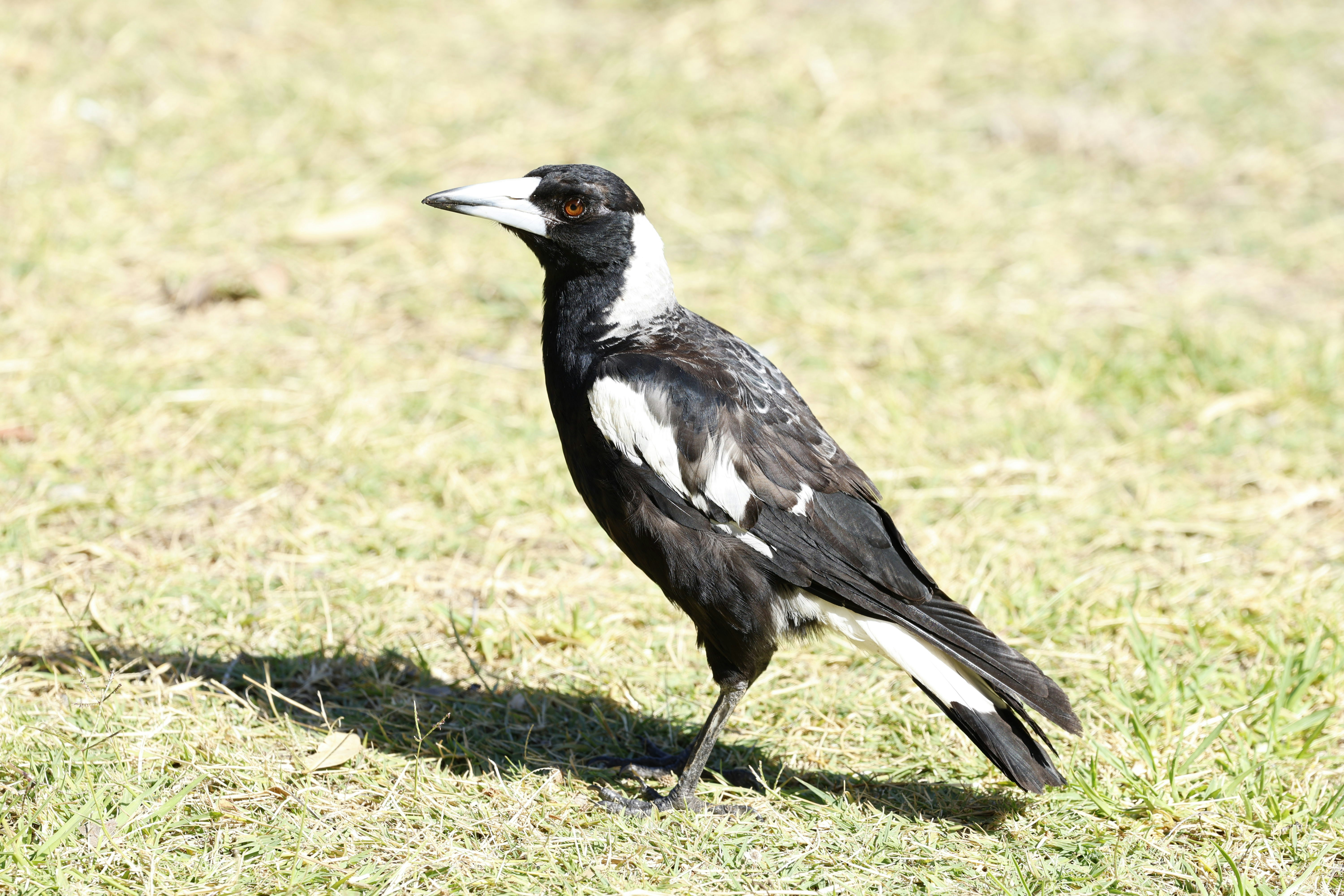 Cooperative Crow on Sunlit Grass