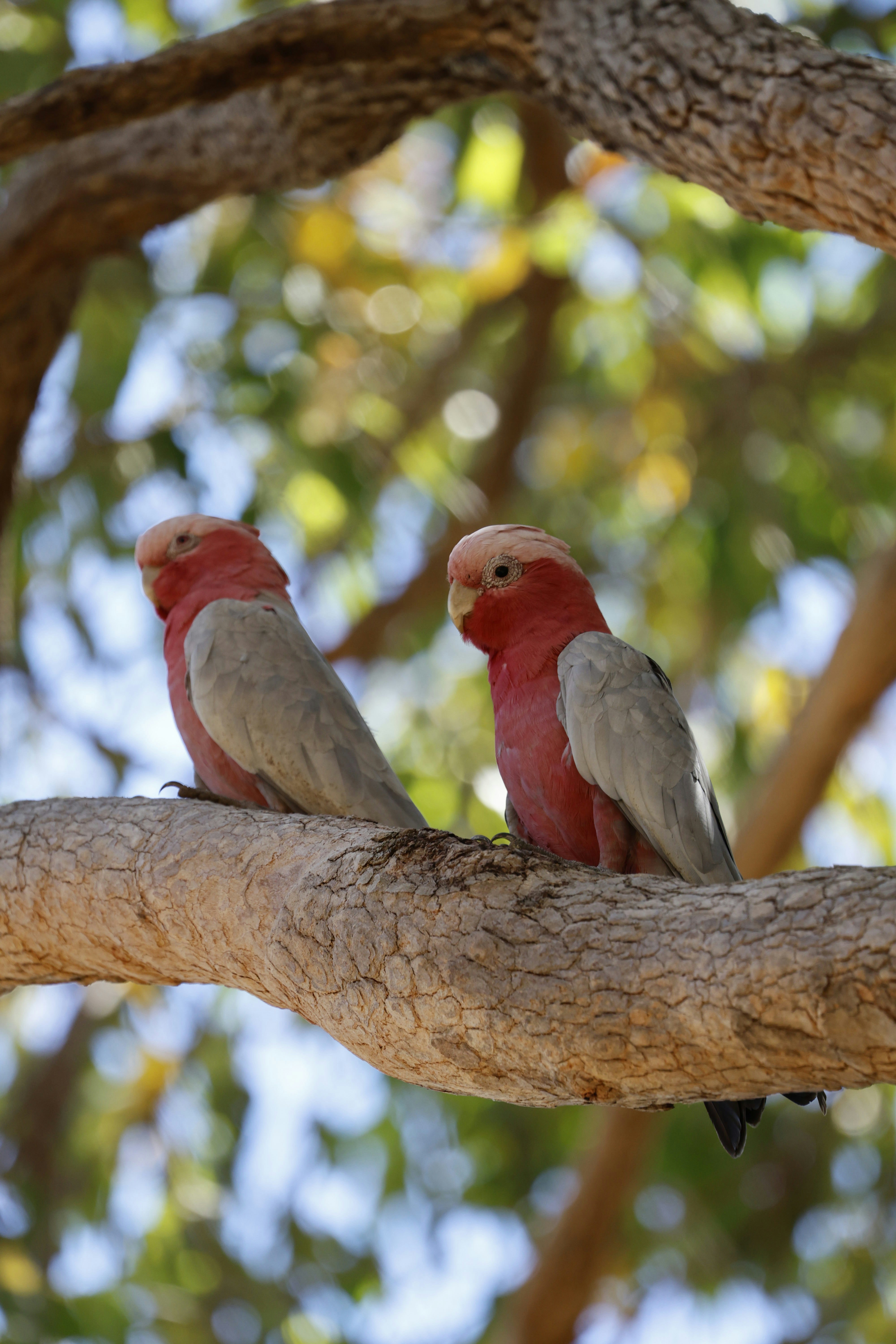 Two rosy-faced parrots perched on a sunlit branch