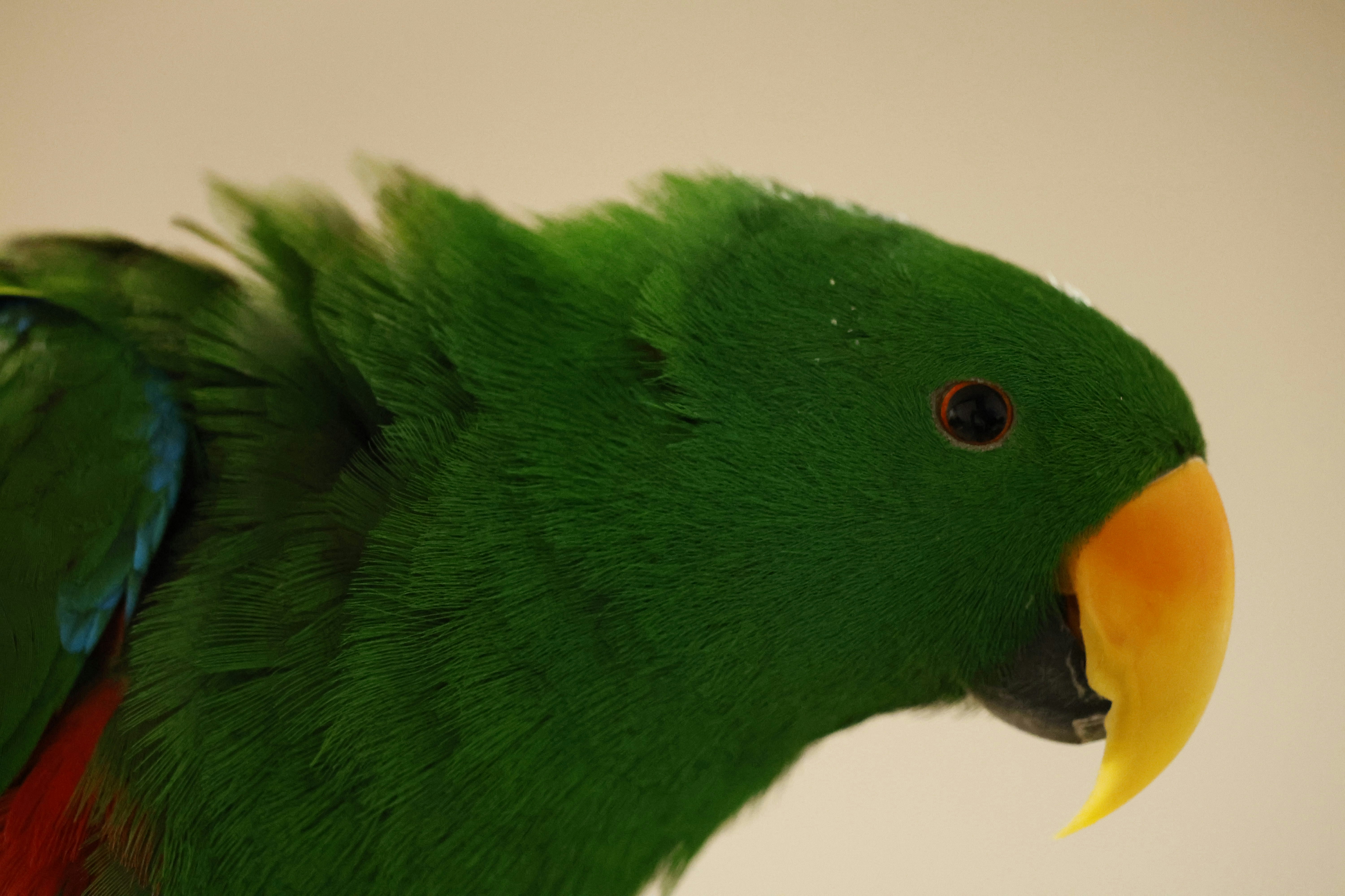 Emerald Crest: Close-Up of a Green Parrot's Beak and Eye