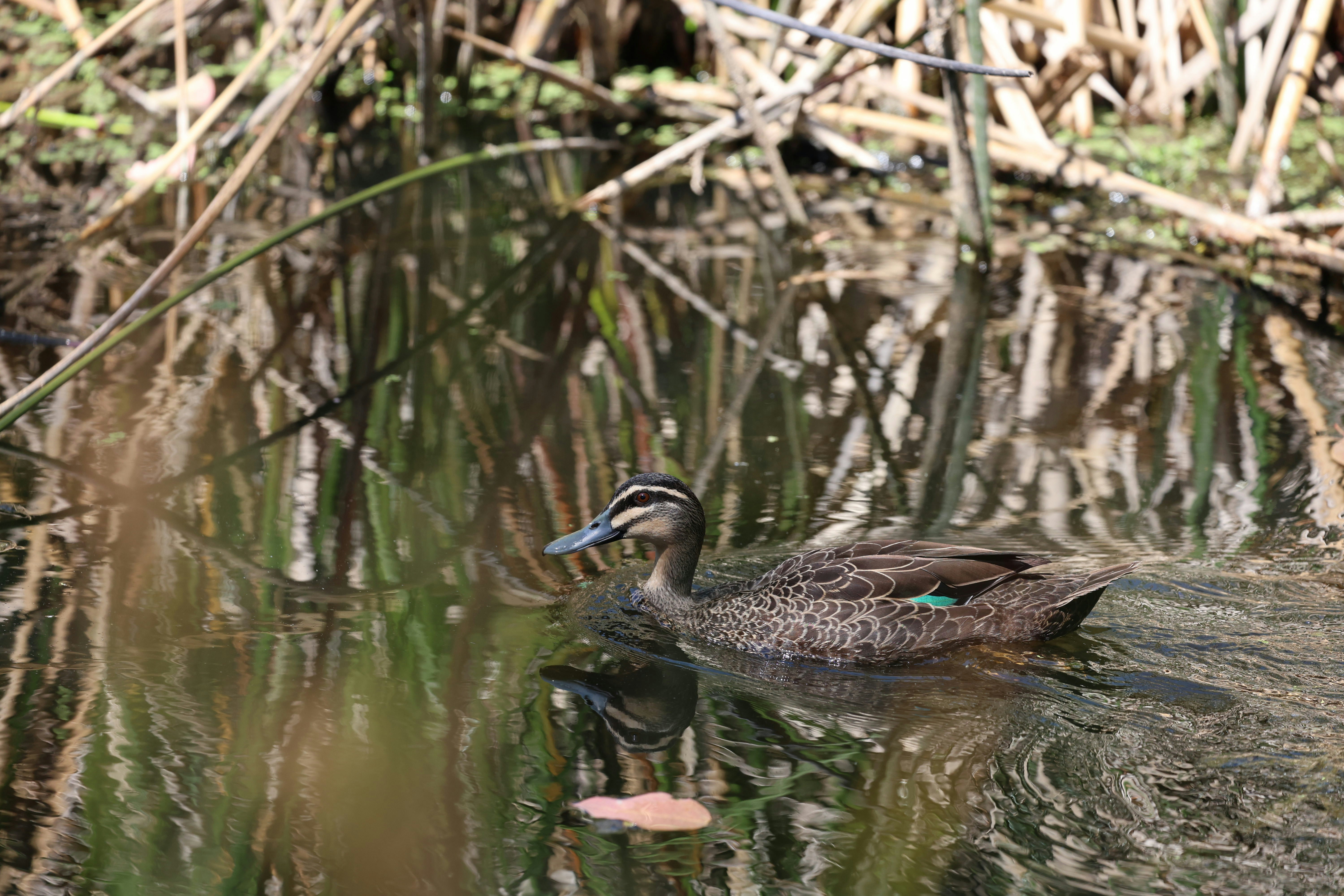 Submerged Serenity: A Wary Grebe Glides Through Marsh Reflections
