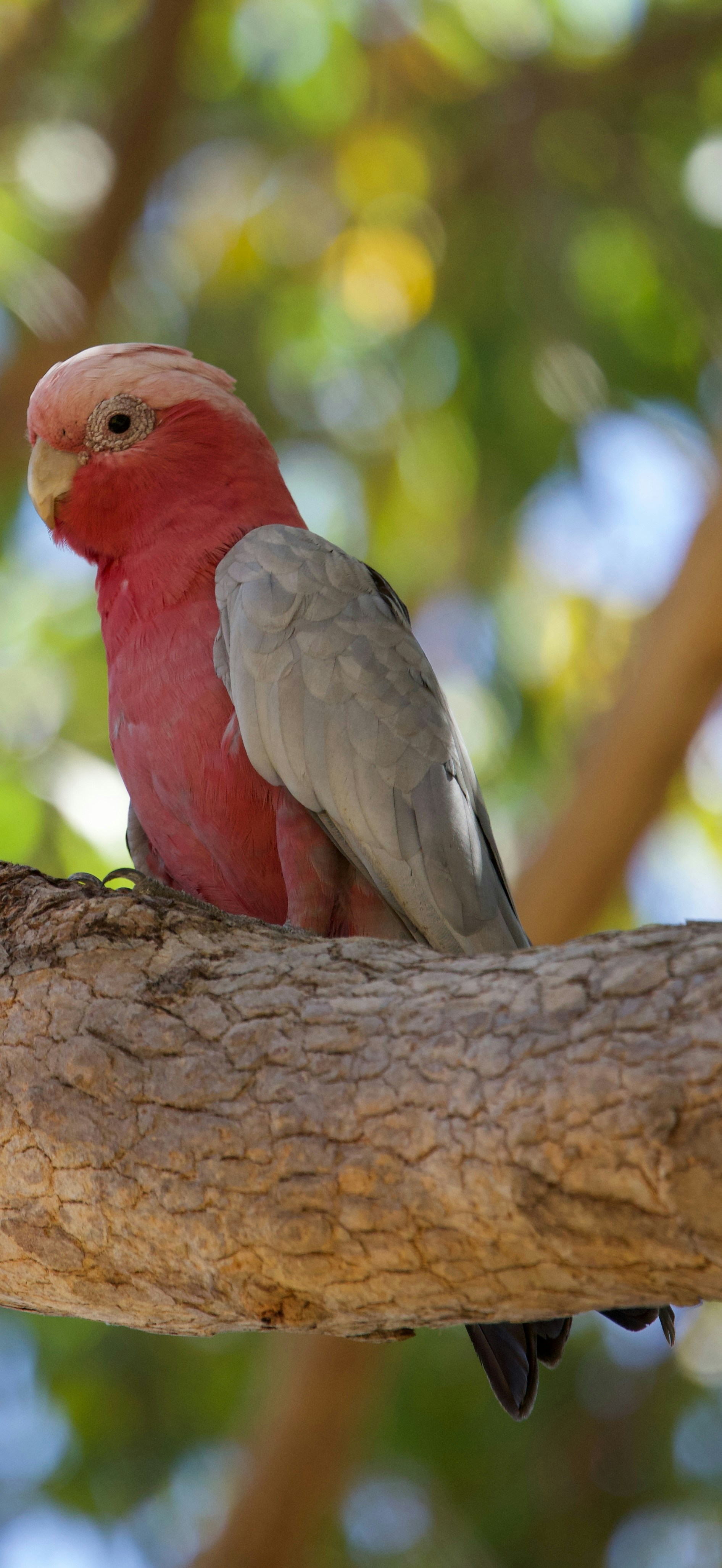 Crimson Plume on a Sunlit Branch