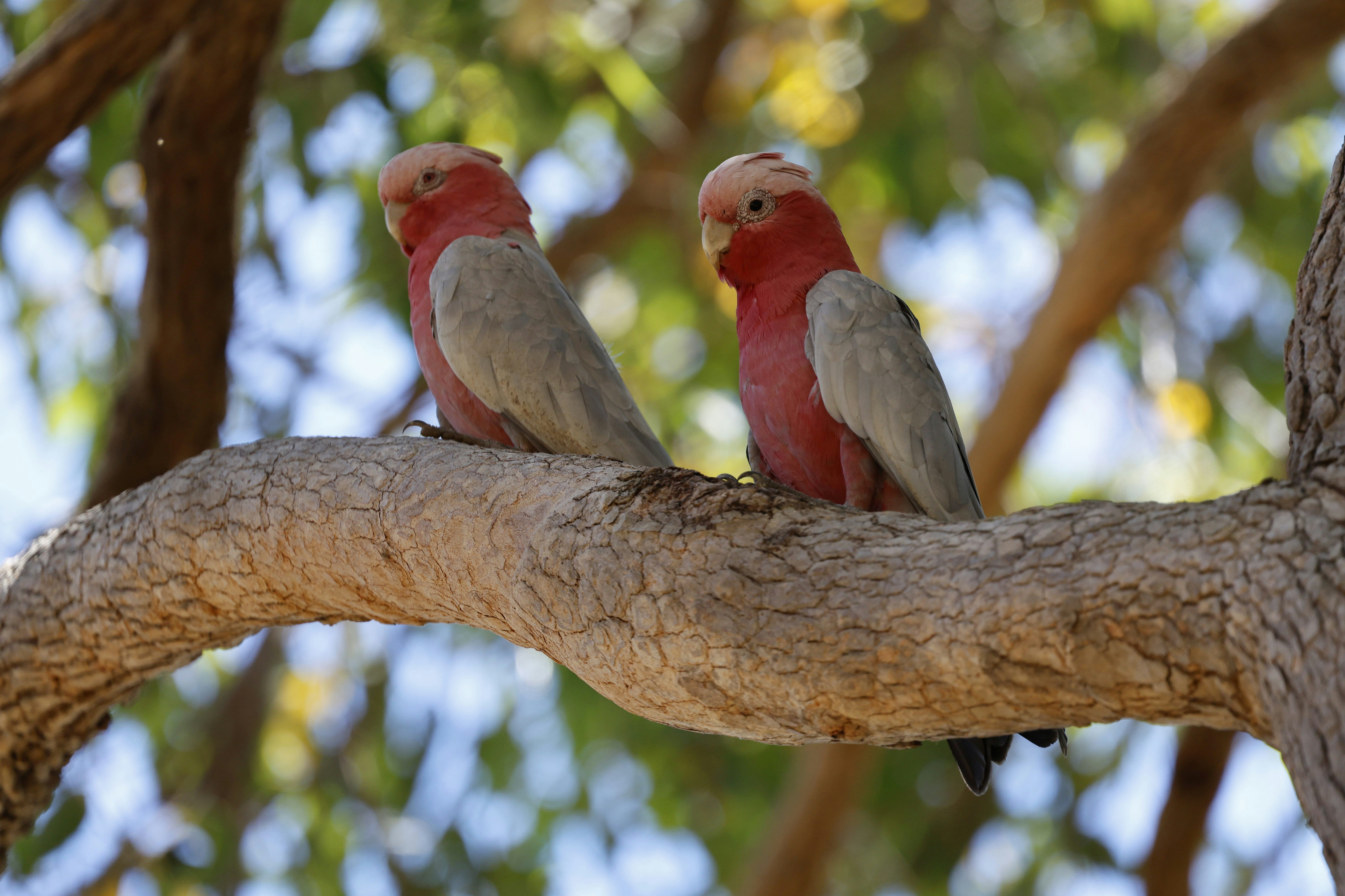 Two Galah Parrots Rest Side by Side on a Sunlit Branch
