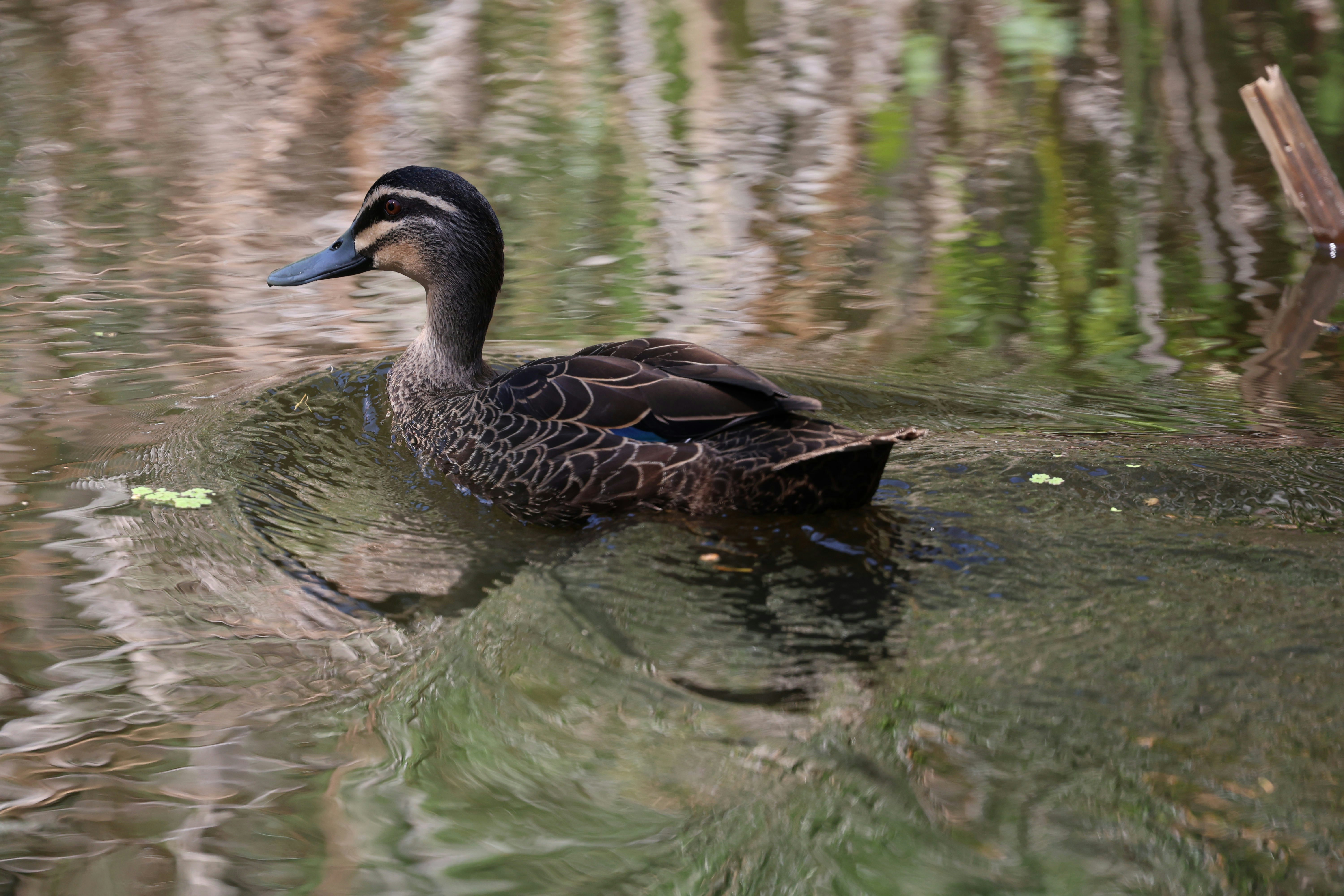 Elegant Mallard Gliding Past Emerald Ripples