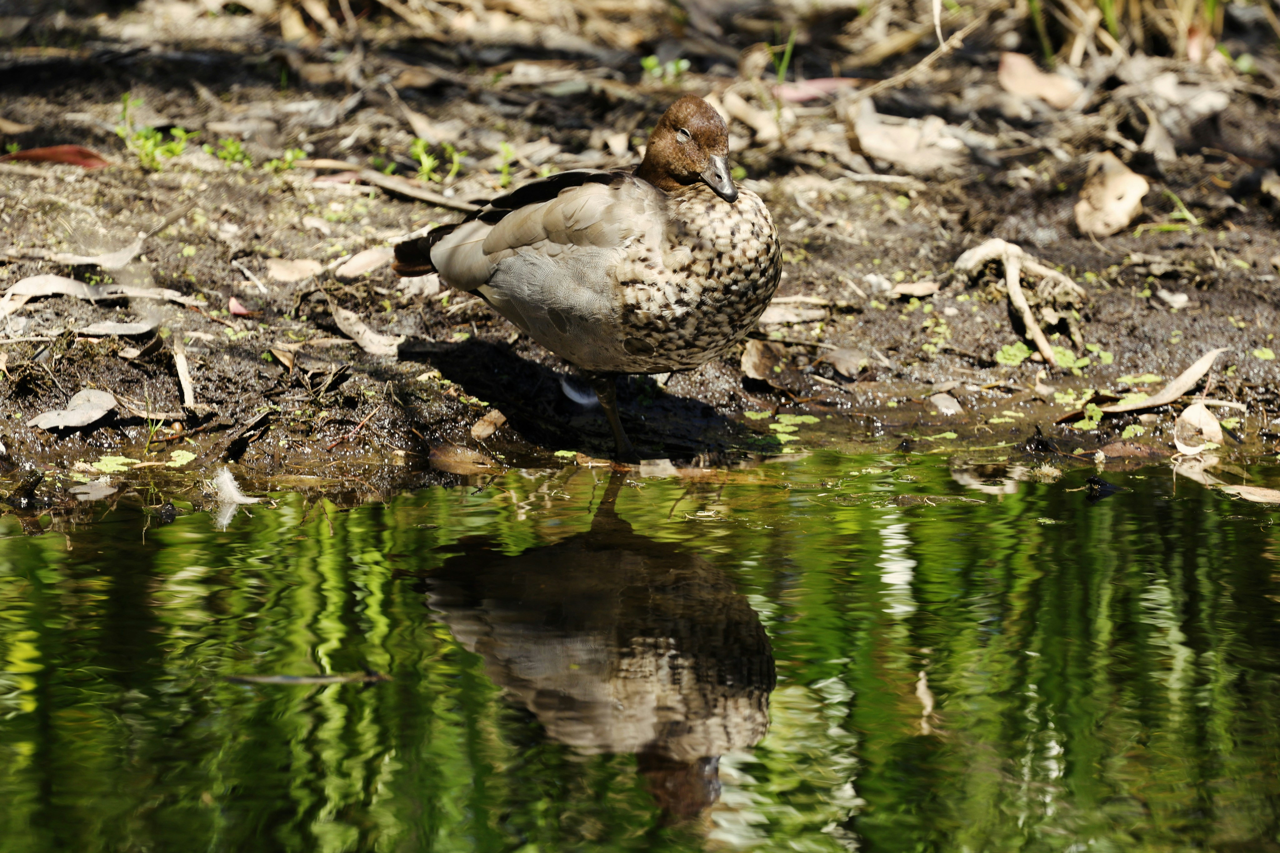 Reflection at the Mudflats: A Dappled Duck by the Quiet Pool