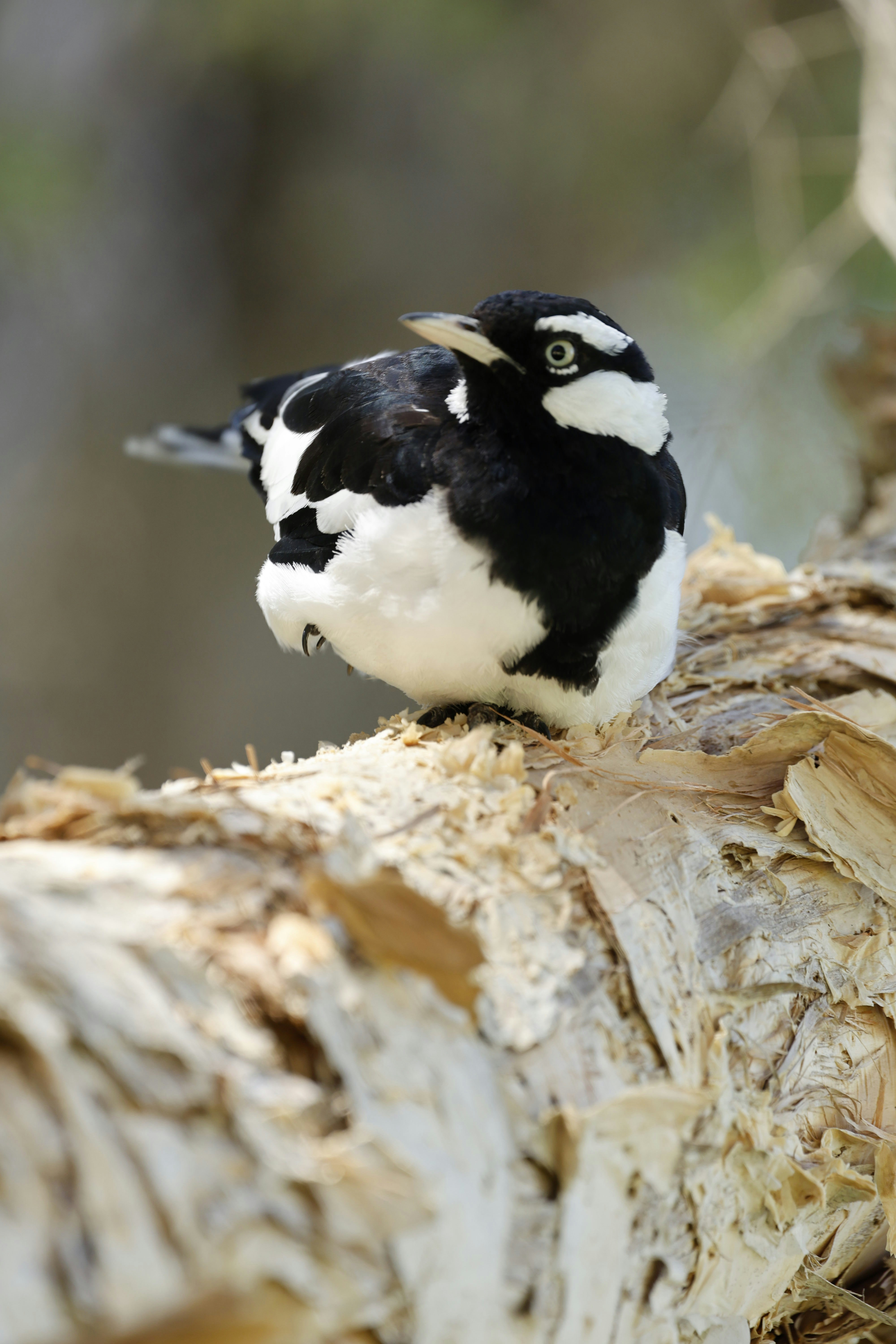 On a Log: A Bold Oriental Magpie-Lark Perched on Fallen Bark