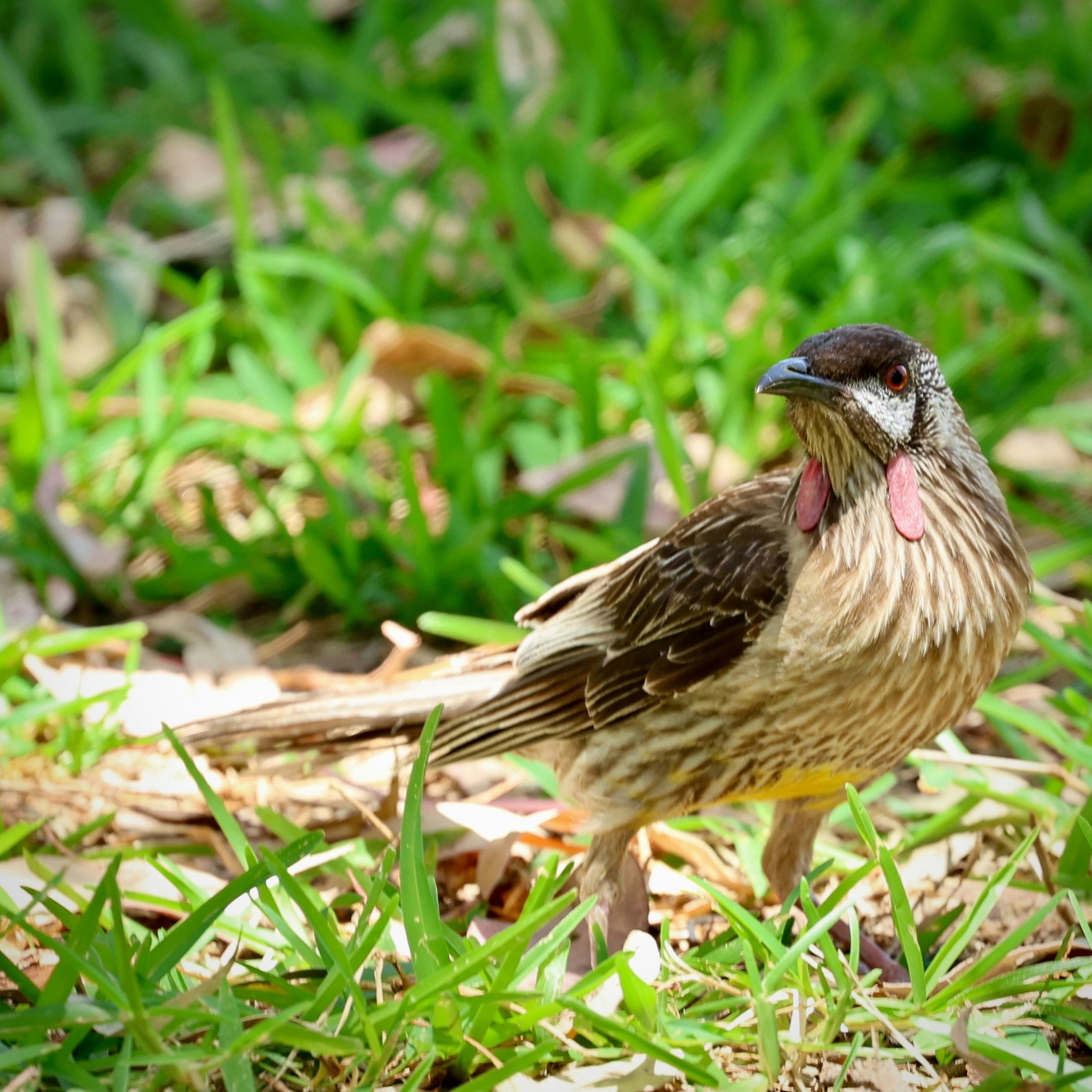 Grounded Tyrant of the Grass: A Partridge on a Sunlit Patch