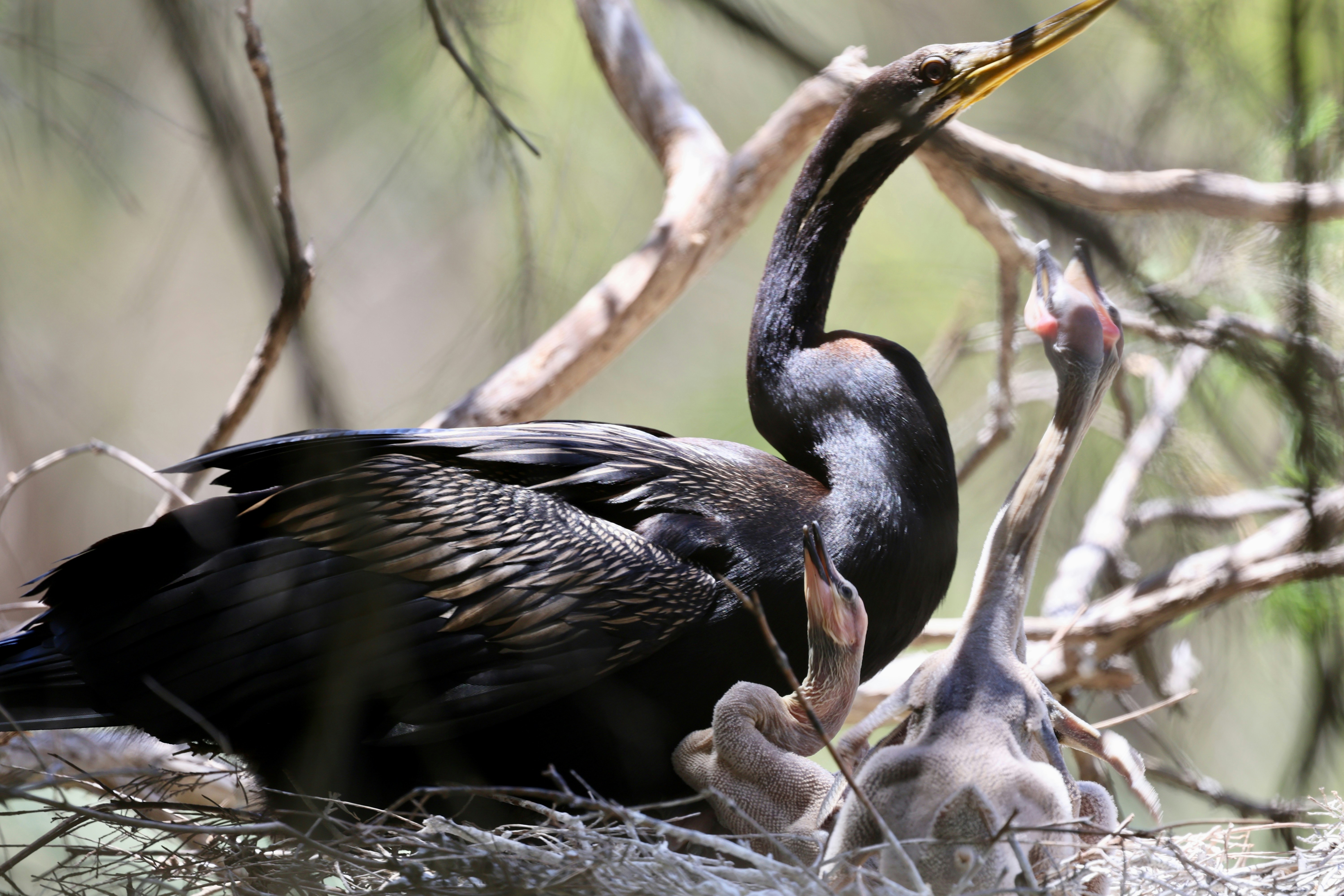 In the Nest: A Black-necked Peregrine on Guard with Hatchlings