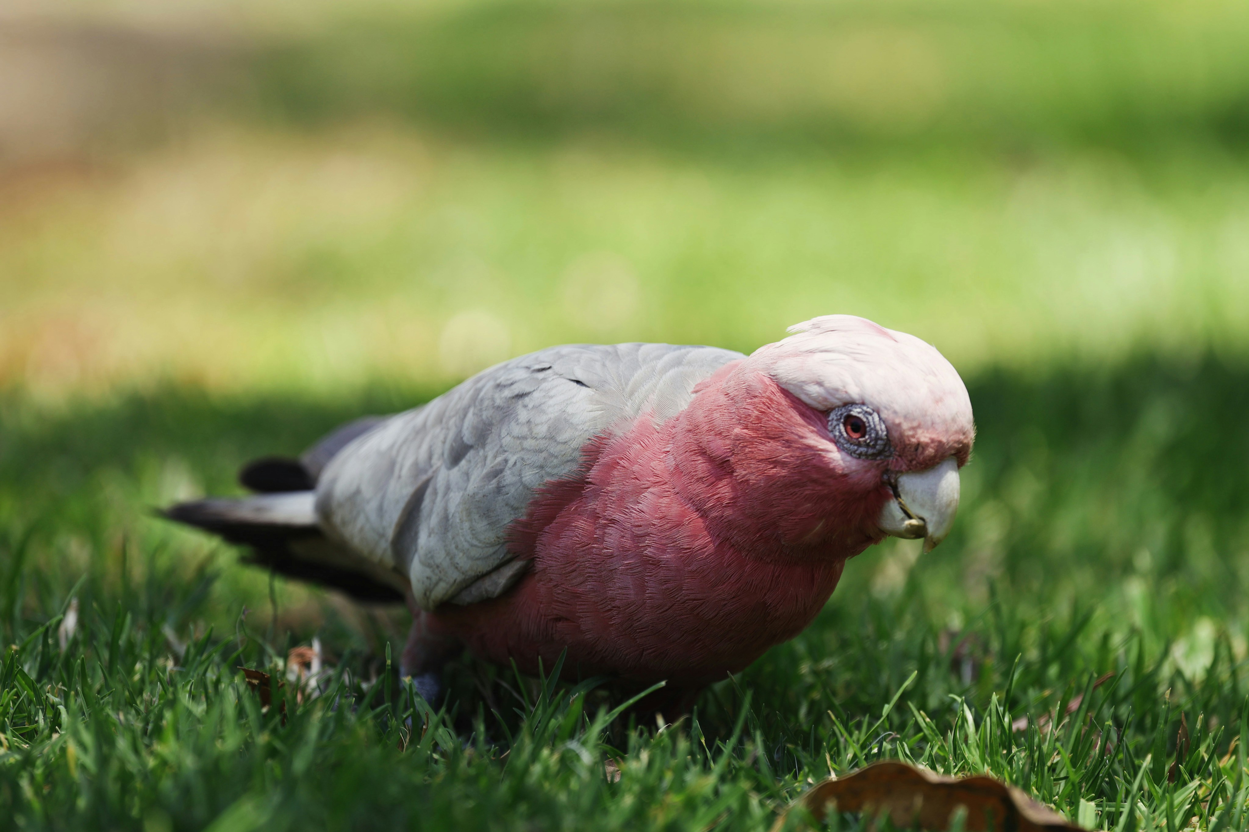 Pink-Beaked Interloper: A Pigeon Pause on Spring Grass