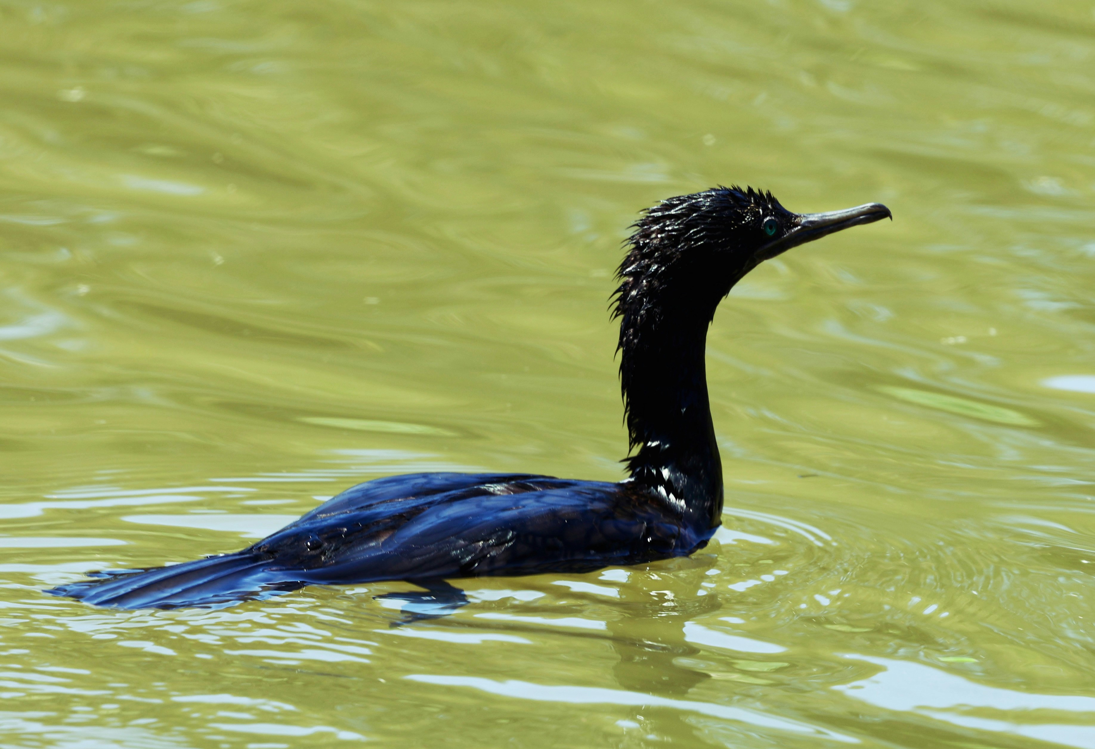 Dark-crested Grebe in sunlit greenish water