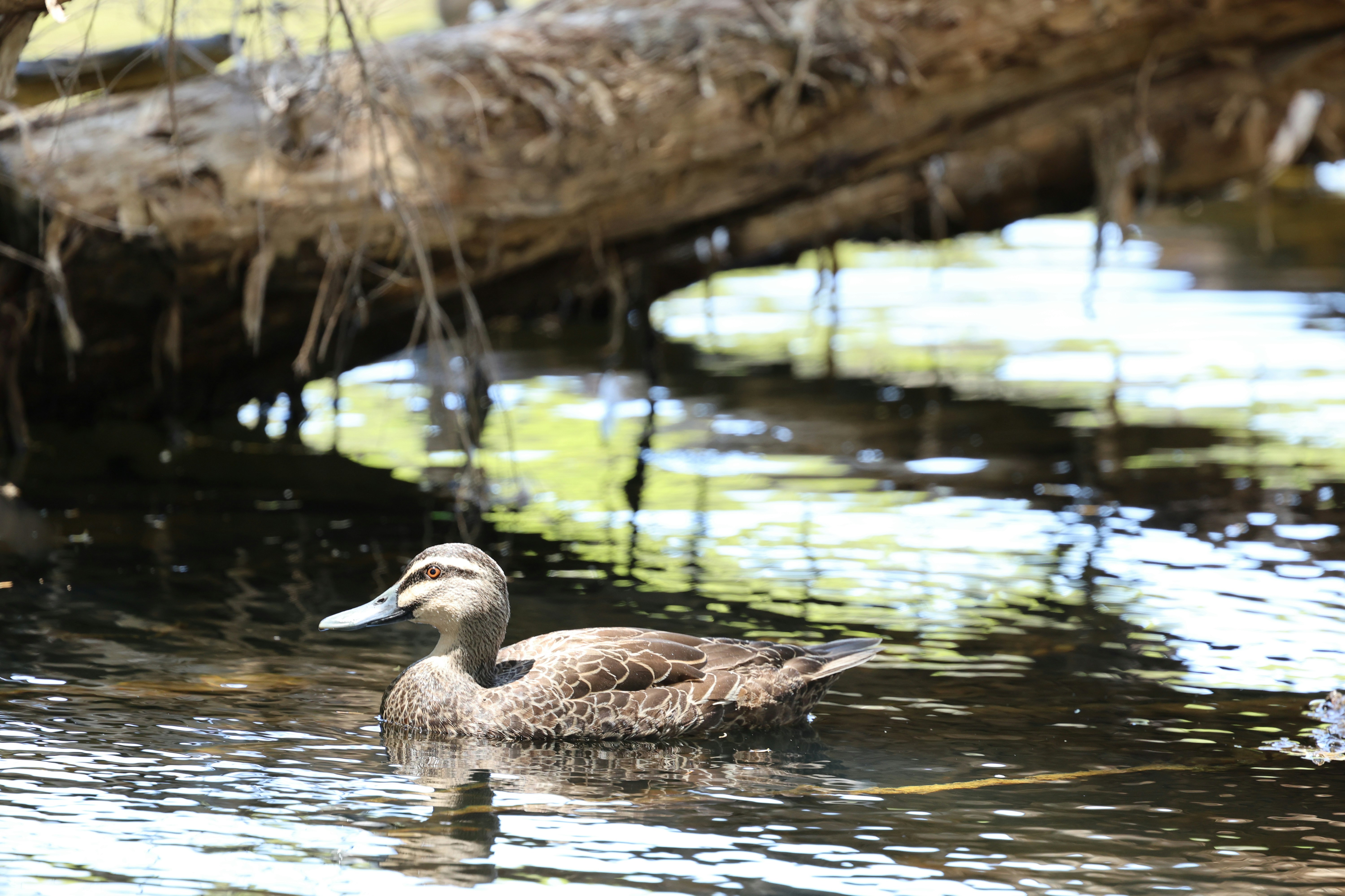 Low Sunlit Duck Gliding Through Reflective Water Under Shaded Canopy