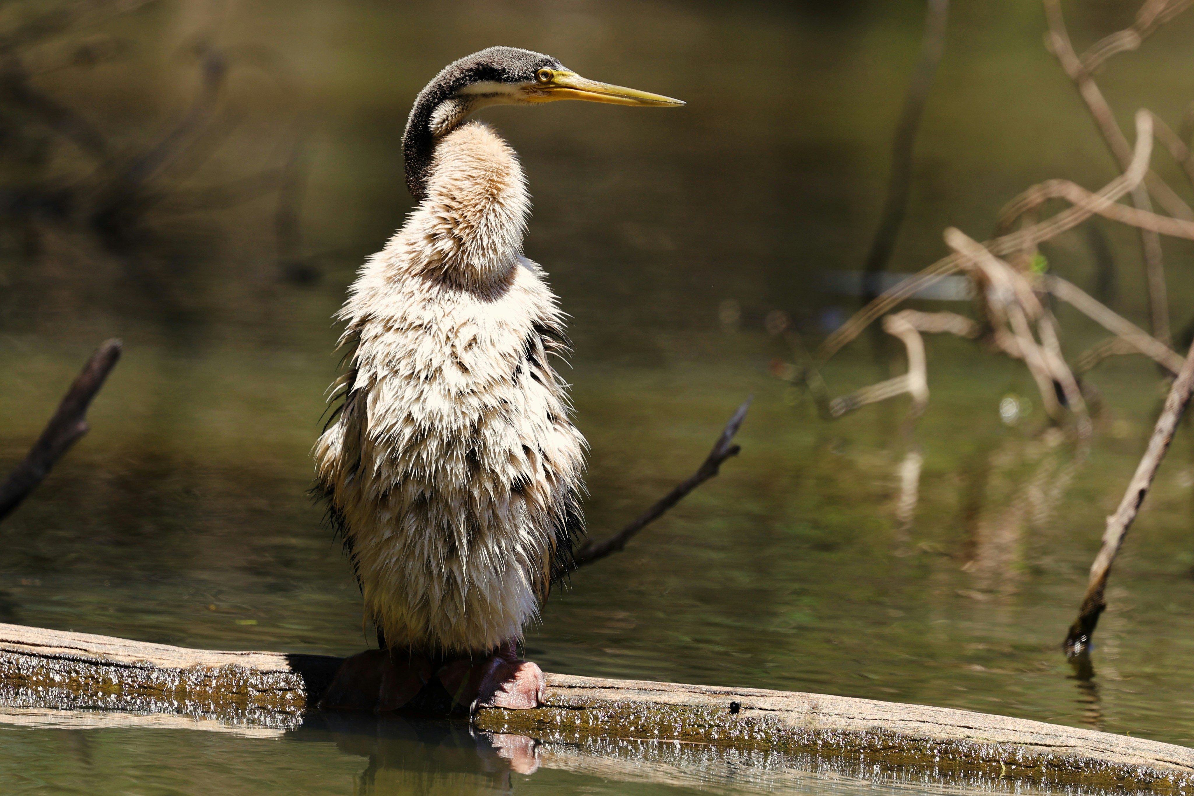 Heron on a Sunlit Log: Portrait of a Wading Watcher