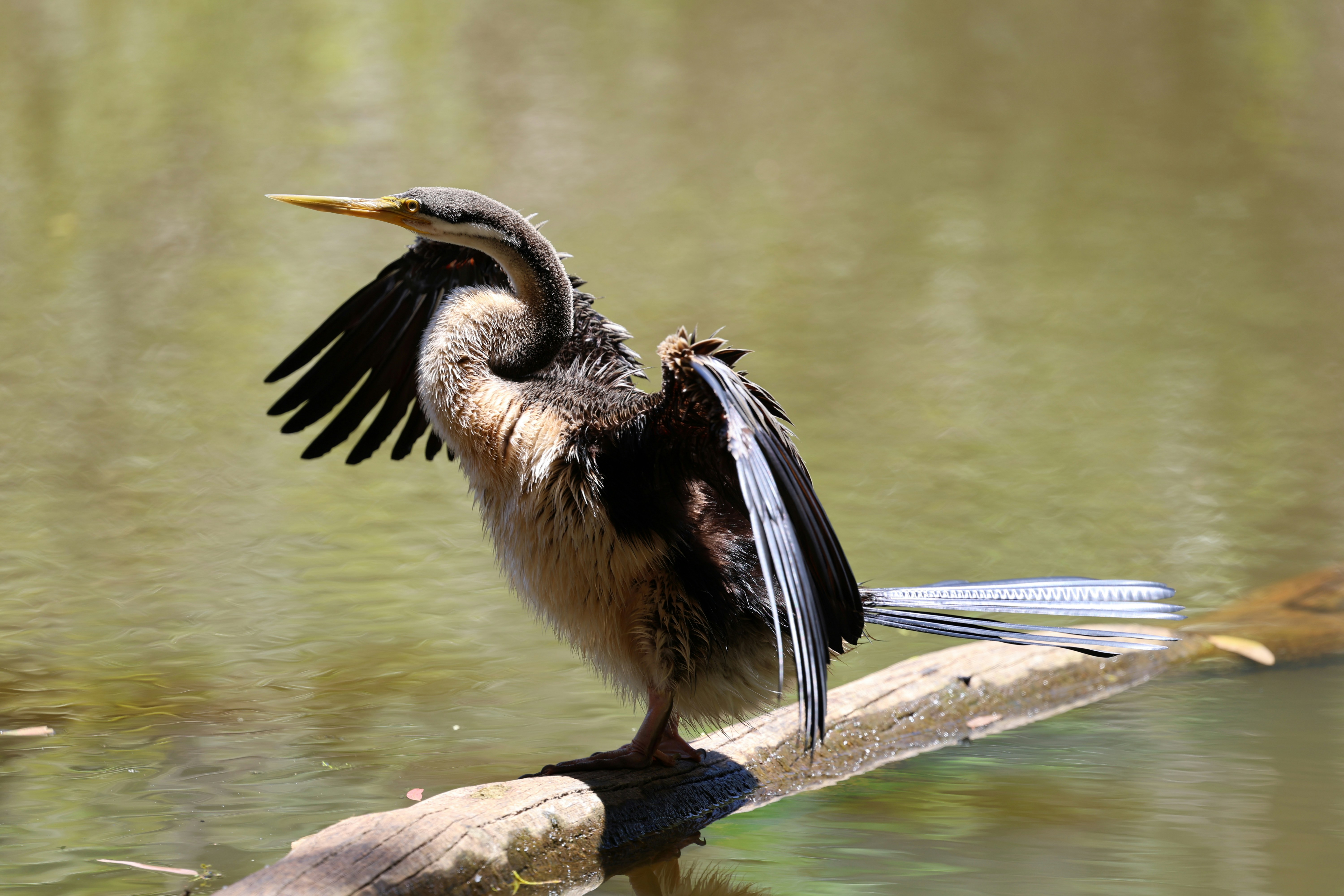 Winged Pause on a Log: A Great Blue Heron in Mid-Spread